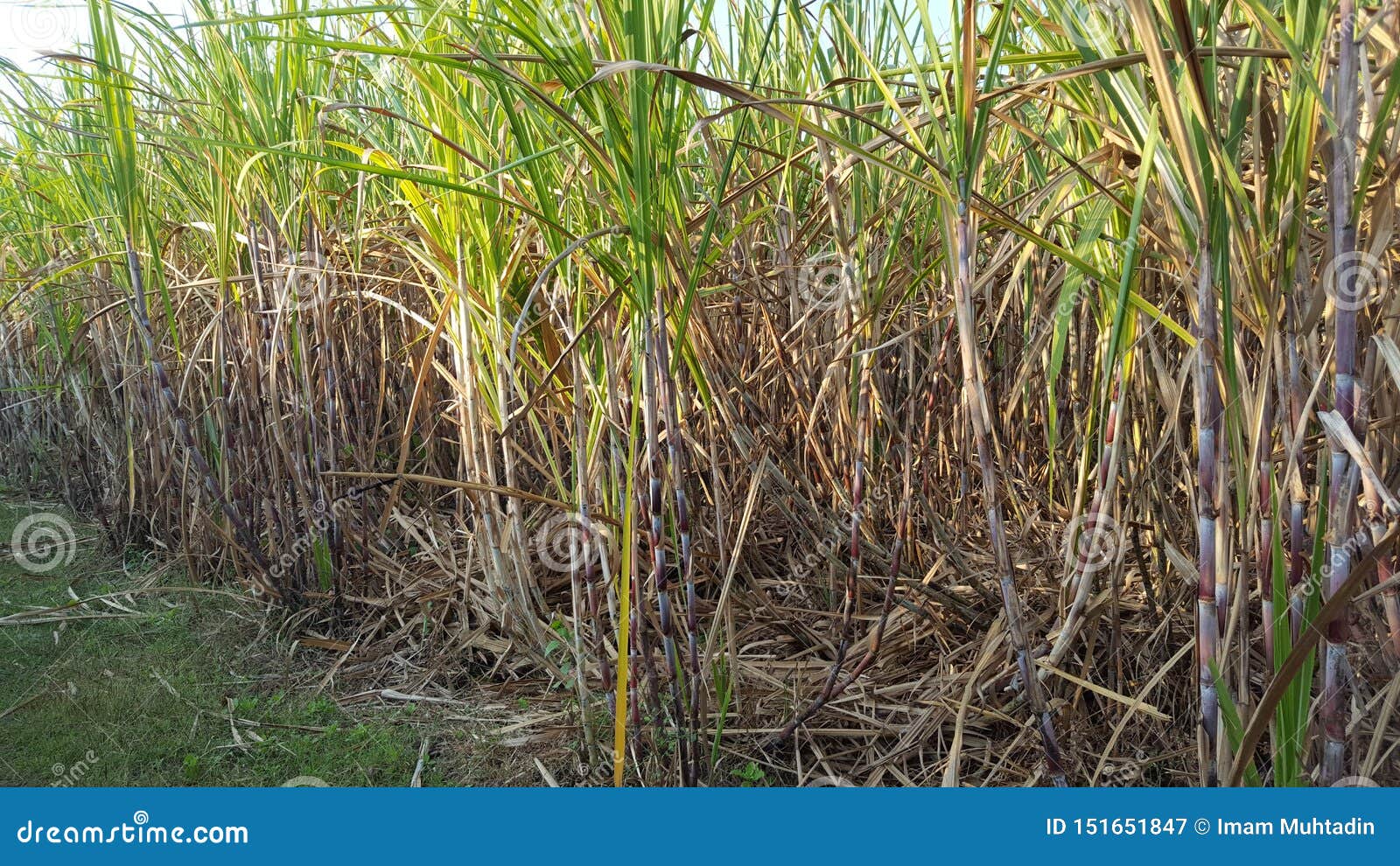 Sugar Cane Plants with Various Variants. Stock Image - Image of country ...