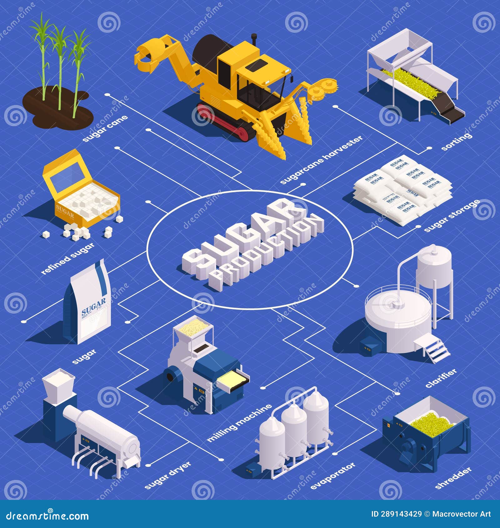 Sugar Cane Production Isometric Infographics Cartoon Vector | CartoonDealer.com #289143429