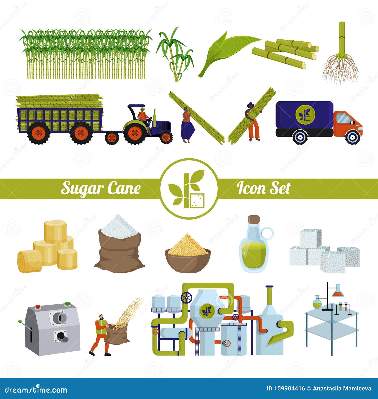 Sugar Cane and Products from it. Production and Processing Stock Vector ...