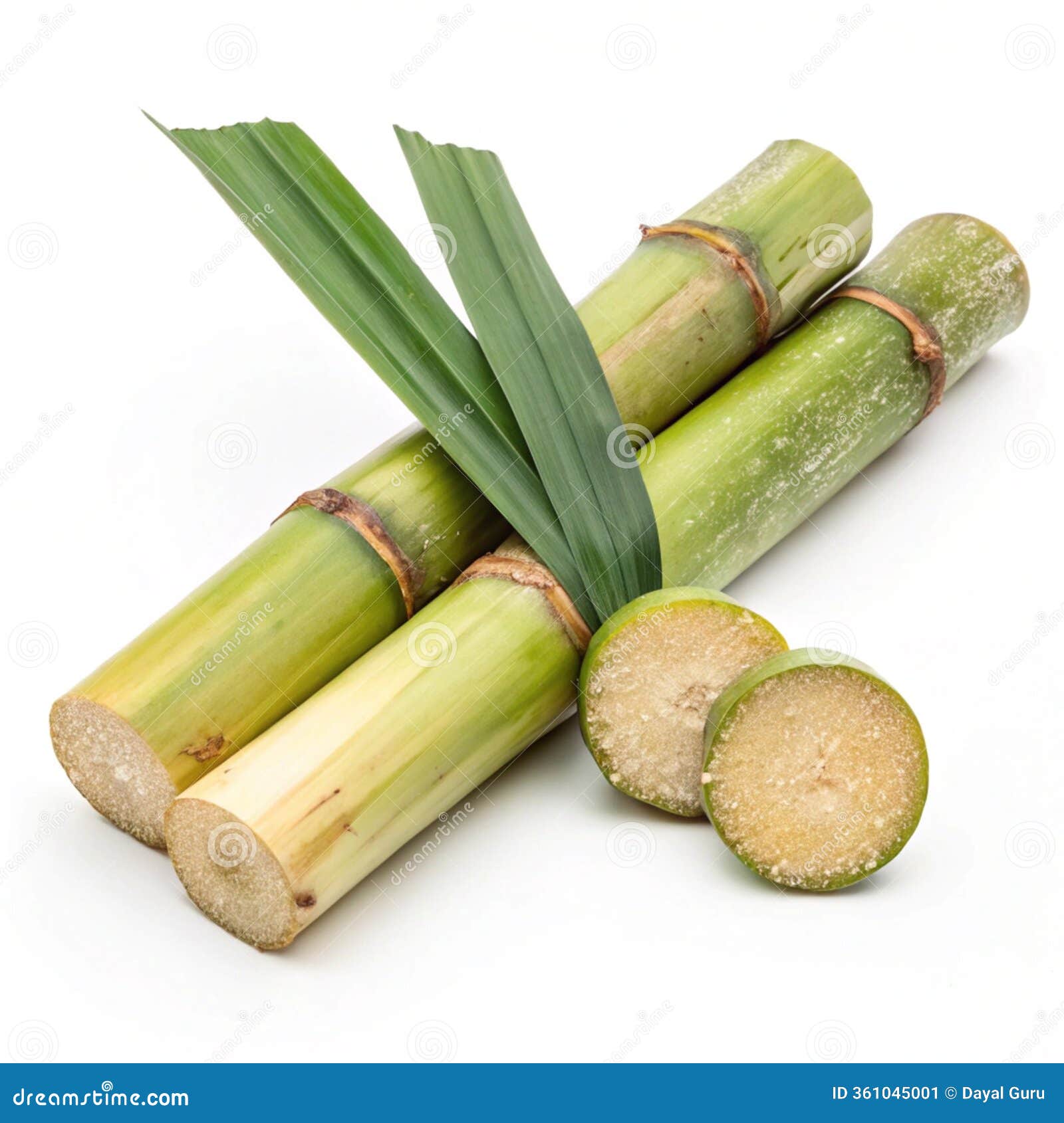 Sugar Cane Segment Isolated on Transparent Background Stock ...