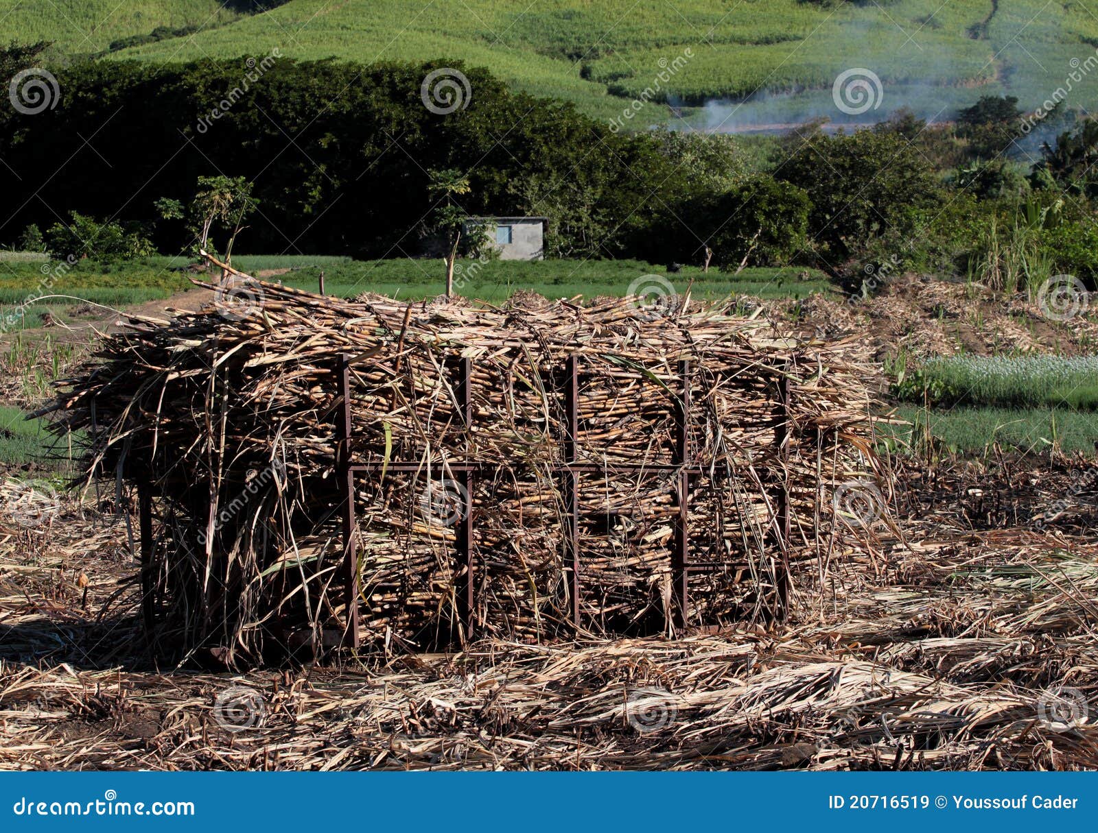Sugar cane stack stock image. Image of sugar, harvest - 20716519