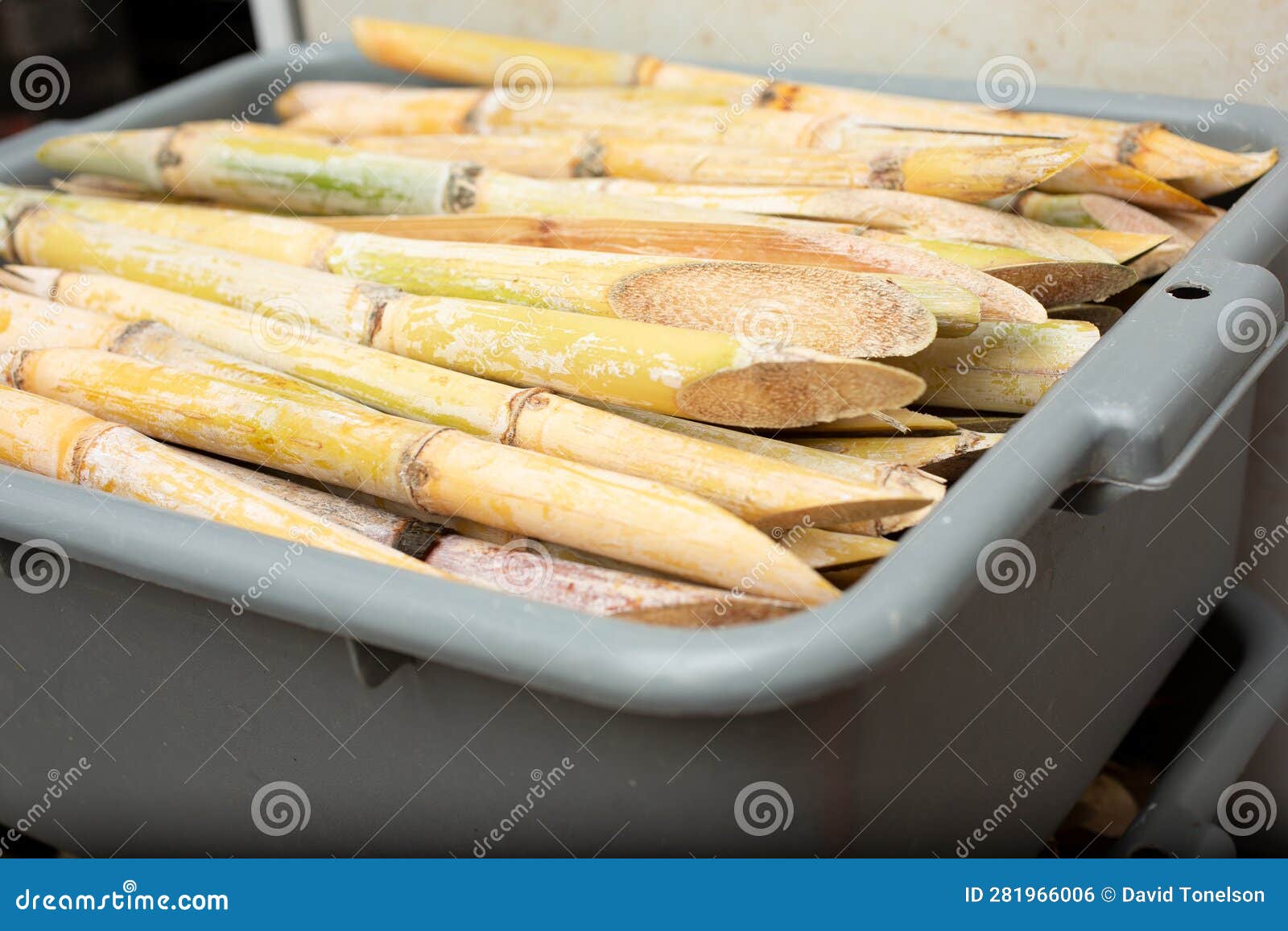 Sugar Cane Stalks in Container Stock Photo - Image of grown, grocery ...