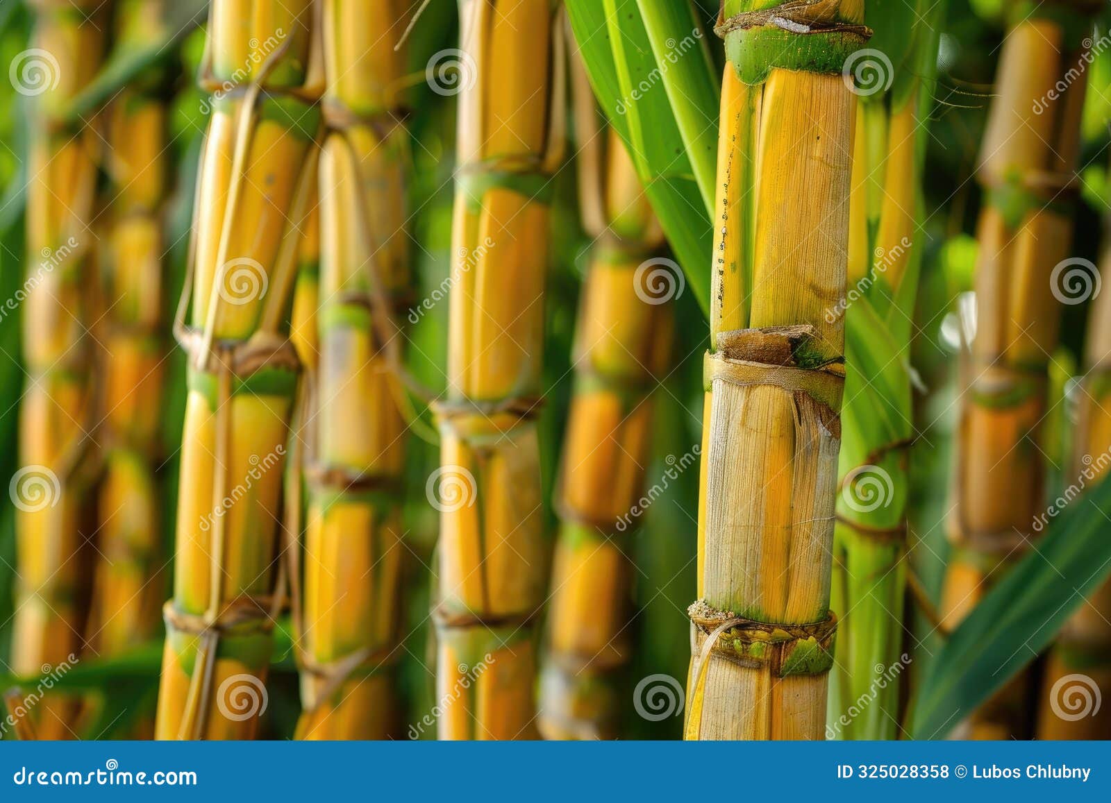 Sugar Cane Stalks on Plantation Stock Photo - Image of organic, growing ...