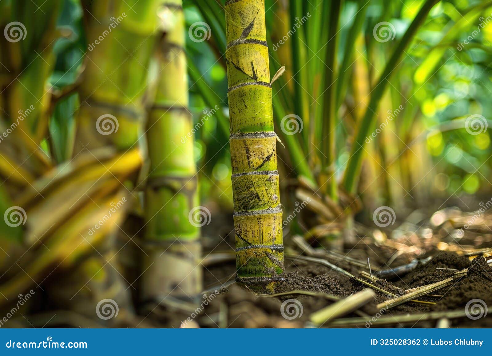 Sugar Cane Stalks on Plantation Stock Photo - Image of stem ...