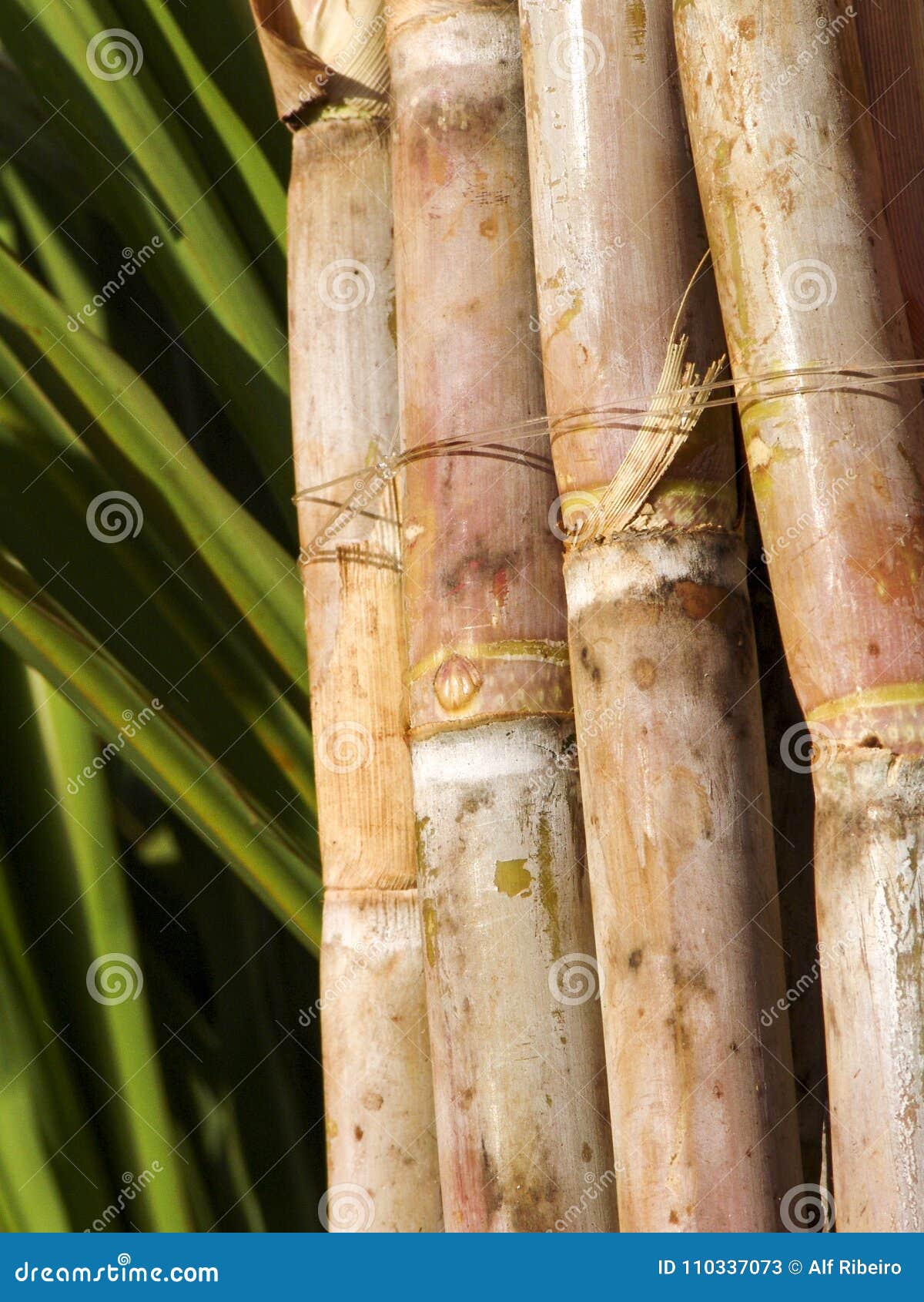Sugar cane stock image. Image of agriculture, cane, field - 110337073