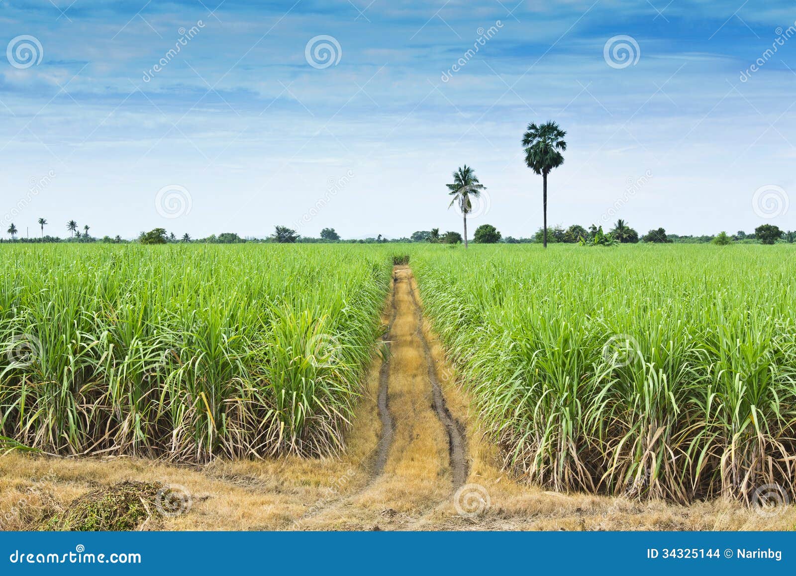 Sugar cane stock photo. Image of nature, stalk, plant - 34325144