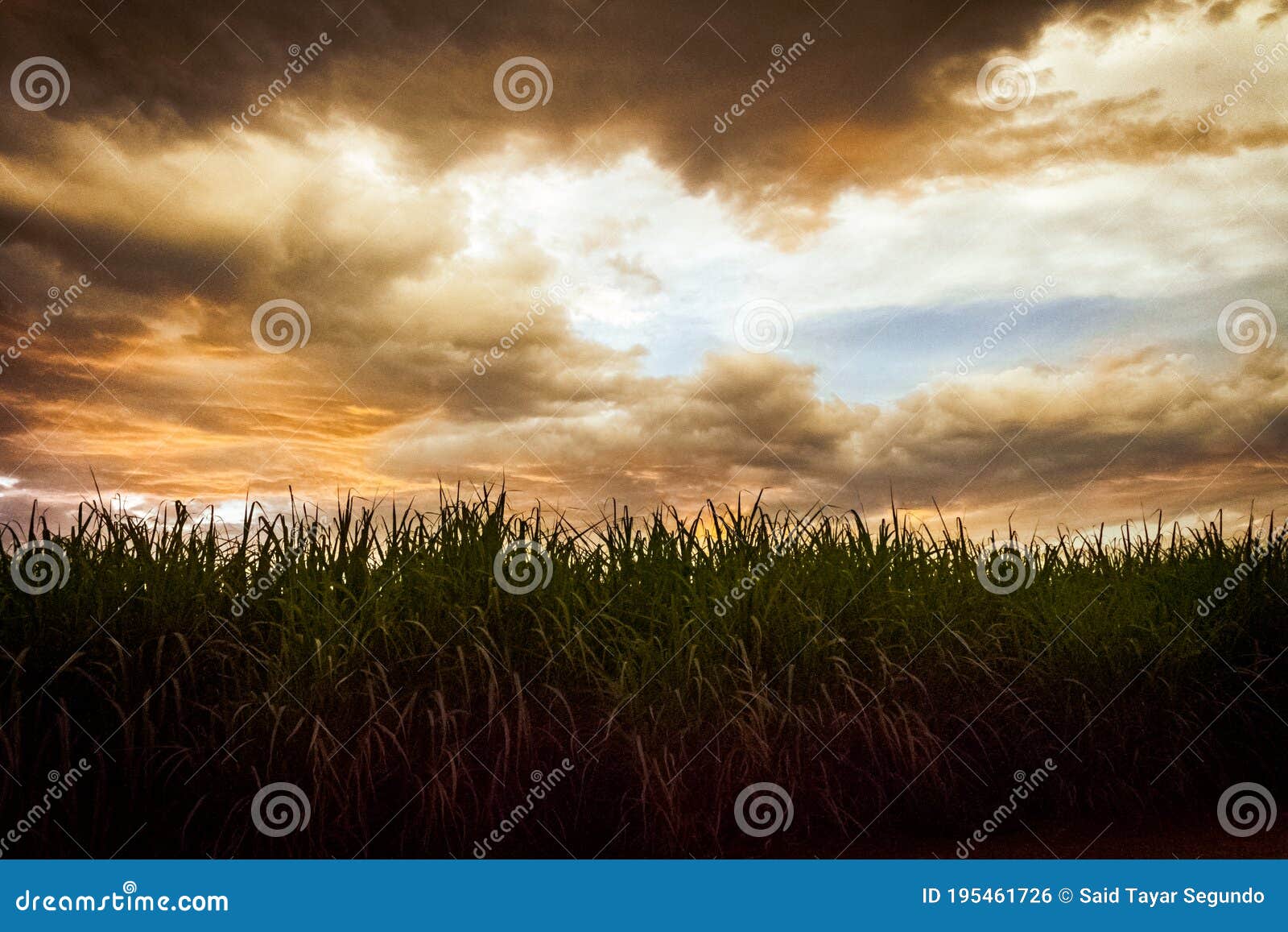 Sugar cane at sunset stock photo. Image of agricultural - 195461726