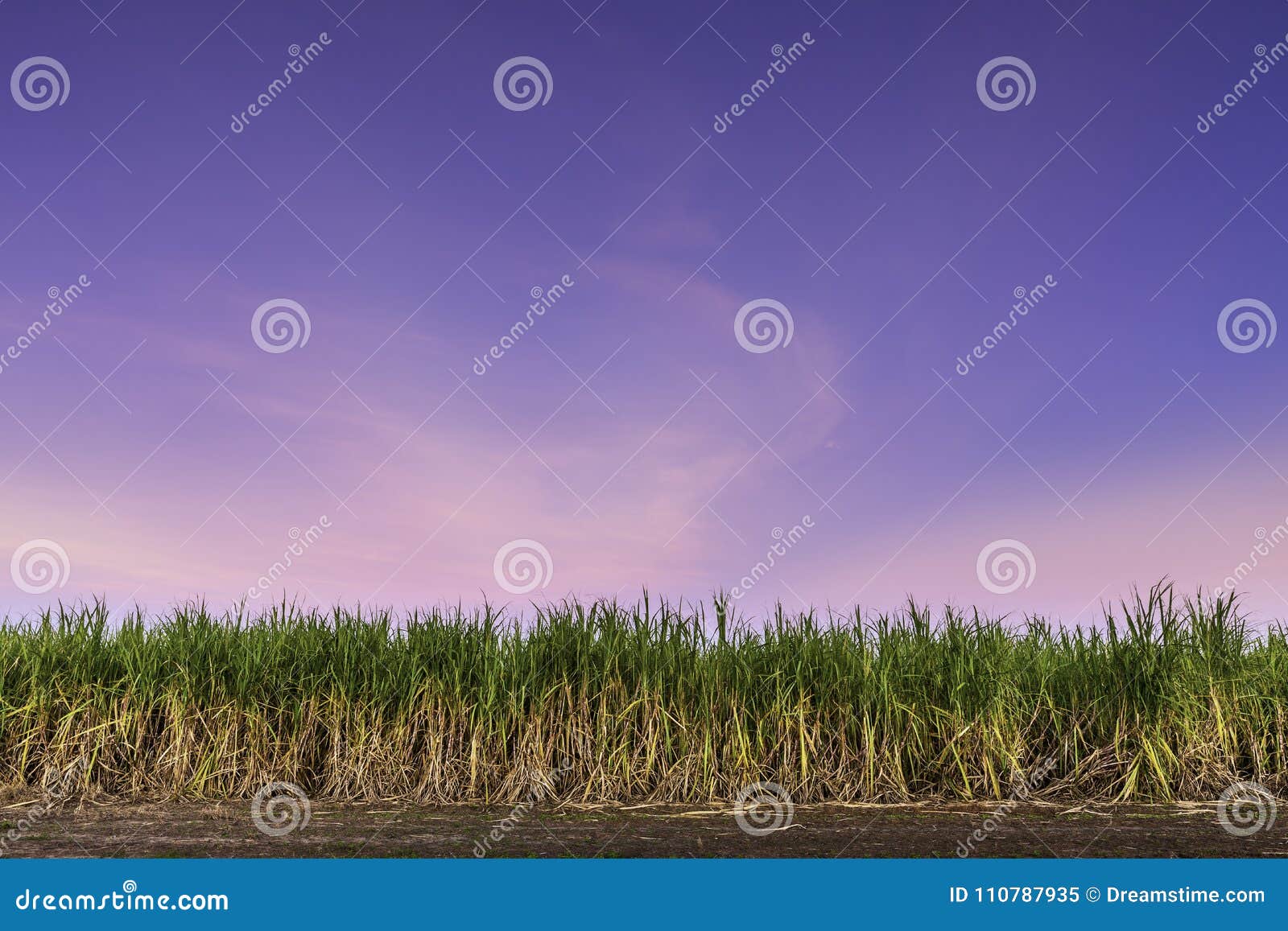 Sugar Cane Sunset stock image. Image of farming, summer - 110787935