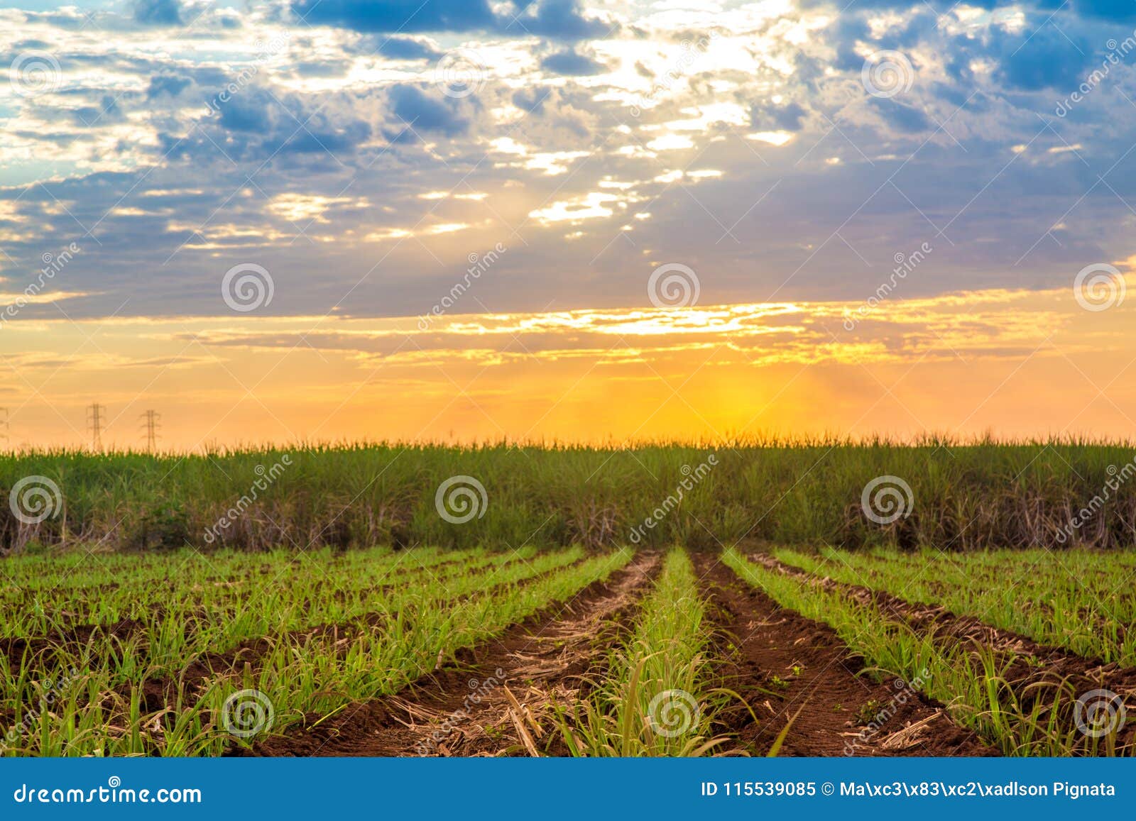 Sugar Cane Sunset Plantation Beautiful Stock Image - Image of energy ...