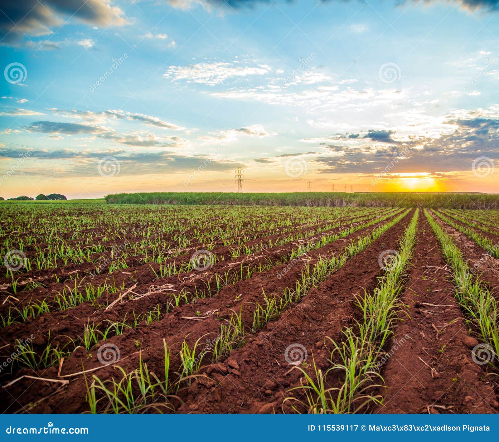 Sugar Cane Sunset Plantation Beautiful Stock Image - Image of farm ...