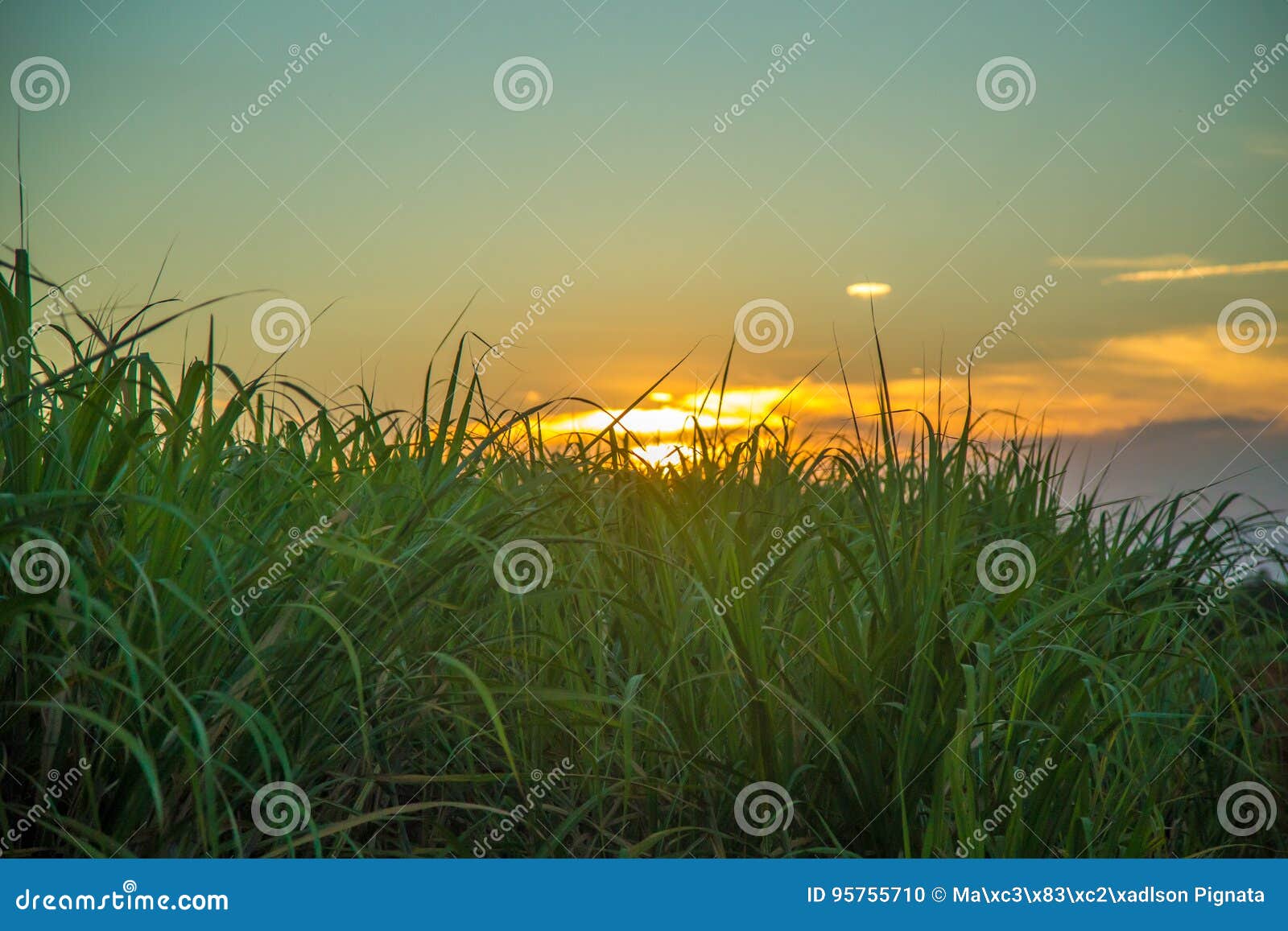 Sugar cane sunset stock photo. Image of field, brazil - 95755710