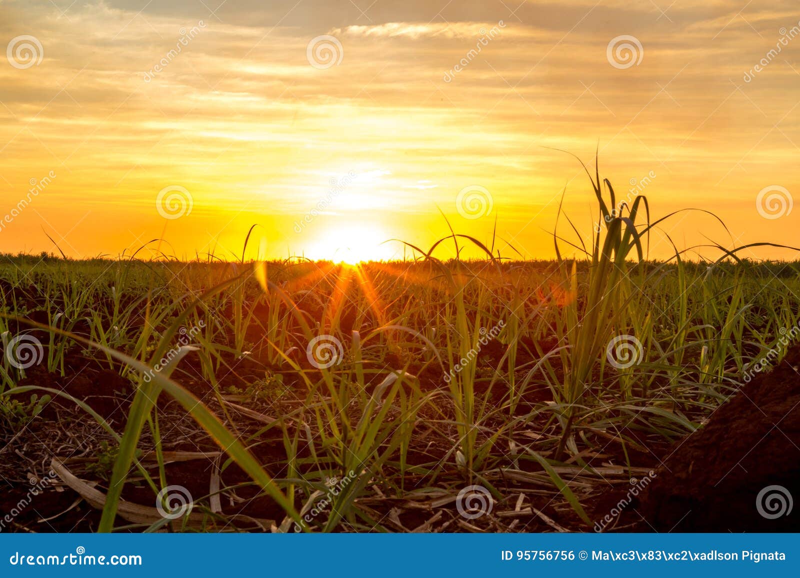 Sugar Cane Sunset Plantation Stock Photo - Image of harvesting, farming ...