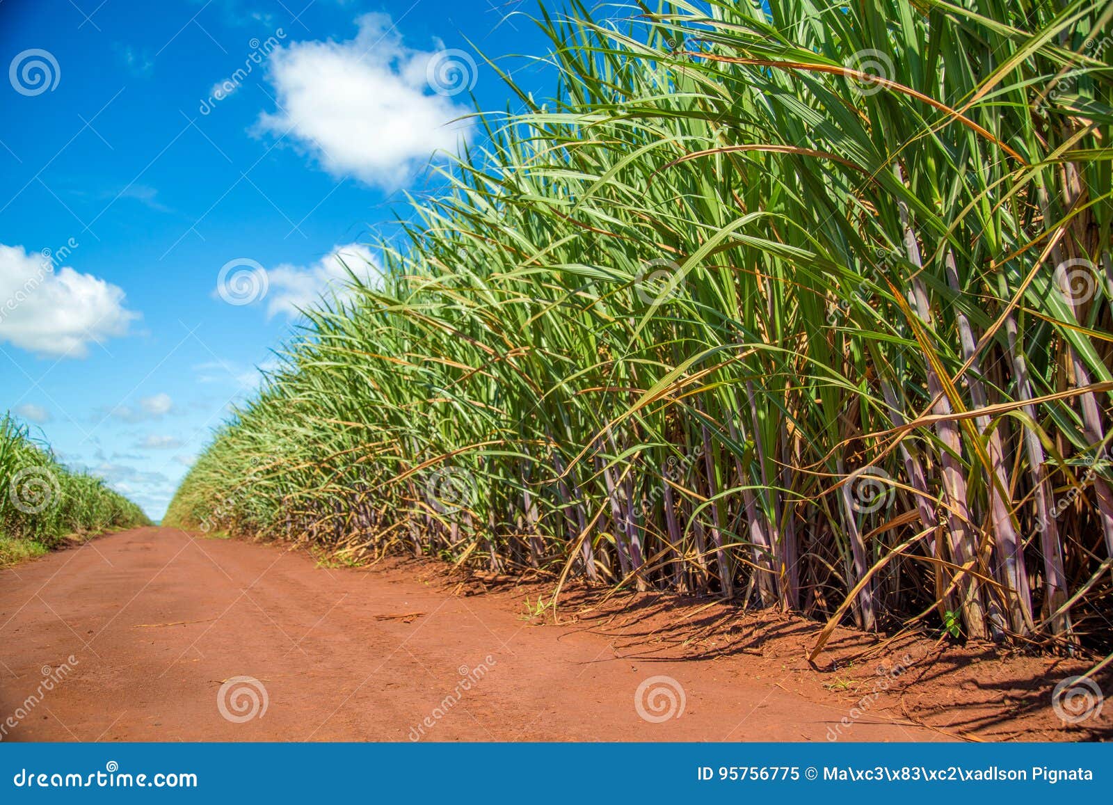 Sugar Cane Sunset Plantation Stock Image - Image of natural, crop: 95756775