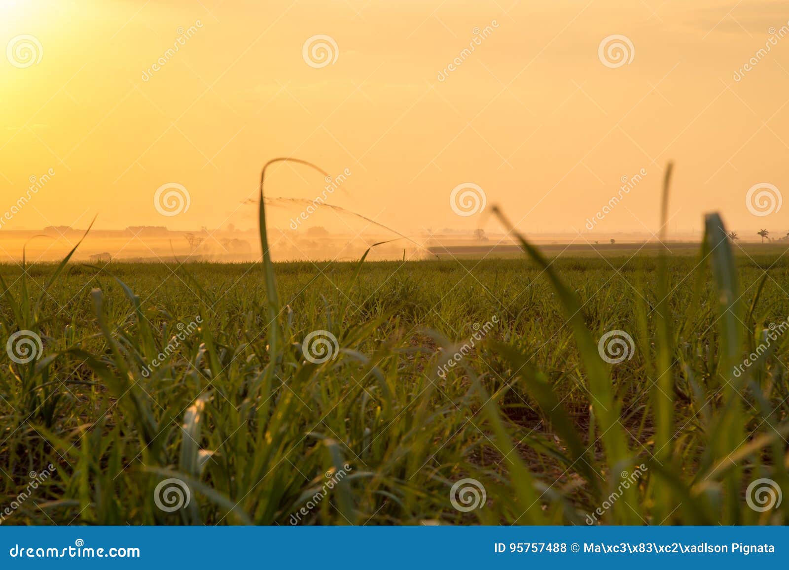 Sugar Cane Sunset Plantation Stock Photo - Image of farmer, landscape ...