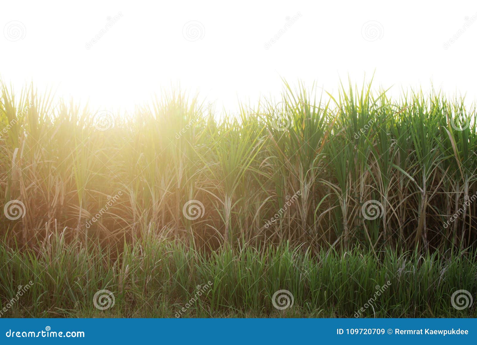 Sugar cane with sunset. stock image. Image of country - 109720709