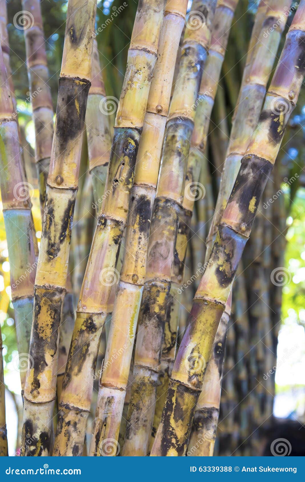 Sugar cane stock photo. Image of cane, plant, selection - 63339388