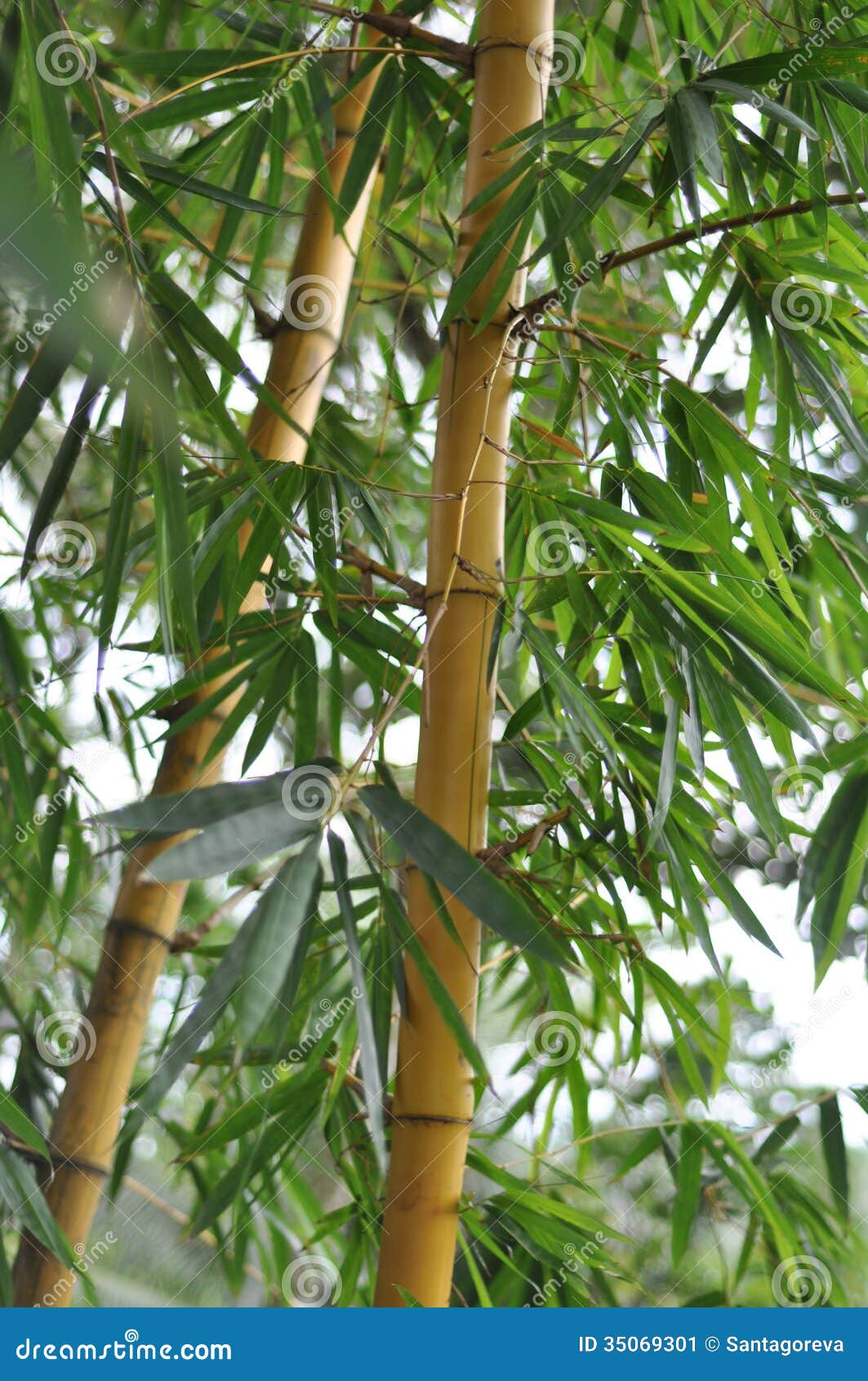 Sugar Cane Royalty-Free Stock Photo | CartoonDealer.com #35069301