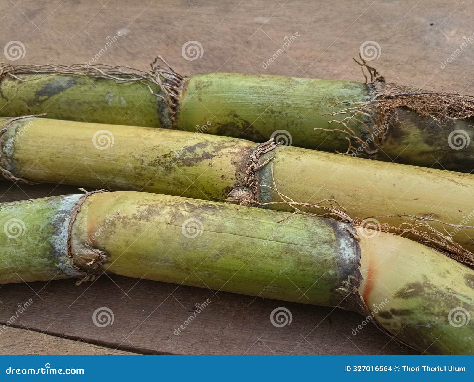 Sugar Cane Tree Trunk on the Table with the Latin Name Saccharum Stock ...