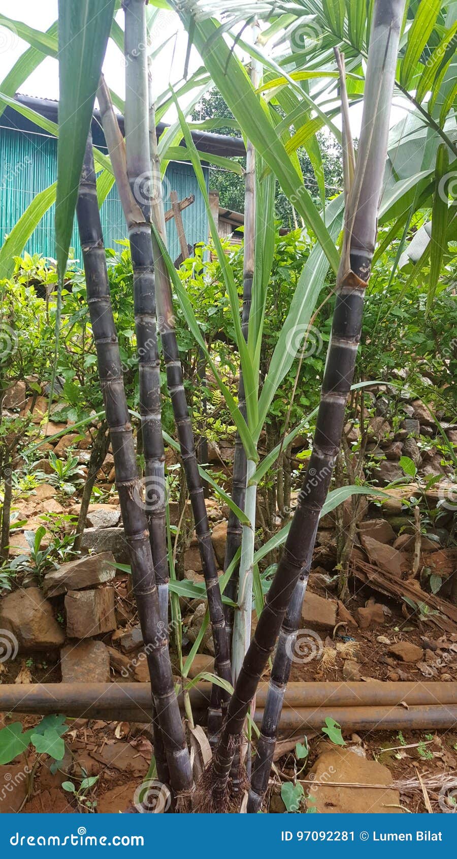 Sugar canes stock image. Image of live, garden, sweet - 97092281