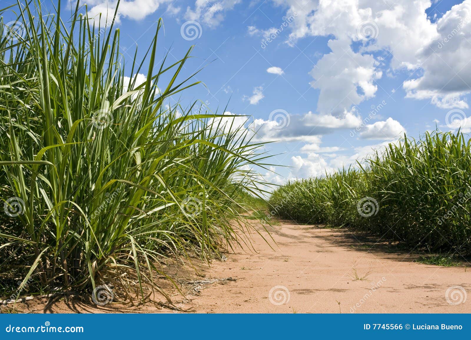 Sugar canes field stock photo. Image of organic, environmental - 7745566