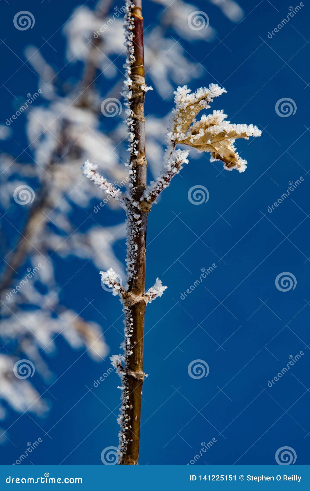Ice Coated Tree Branches Royalty-Free Stock Photo | CartoonDealer.com #141209577