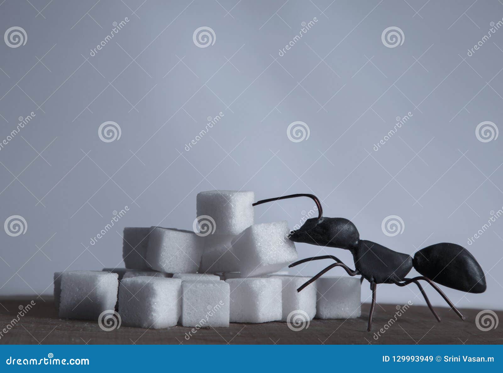 Sugar Cubes Get from Ant Savings Stock Image - Image of work, coffee ...