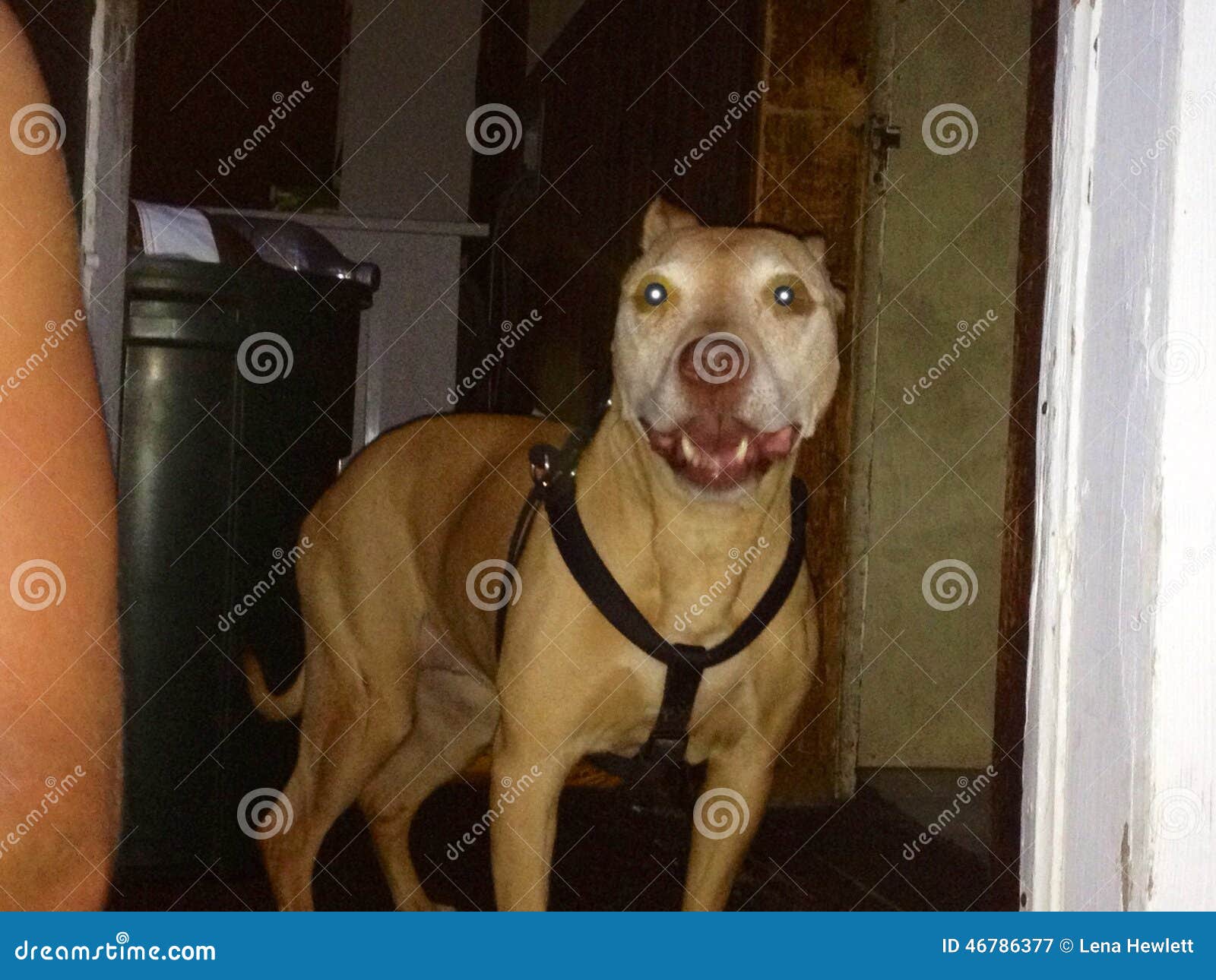 Sugar dog stock image. Image of pitbull, cute, sugar - 46786377