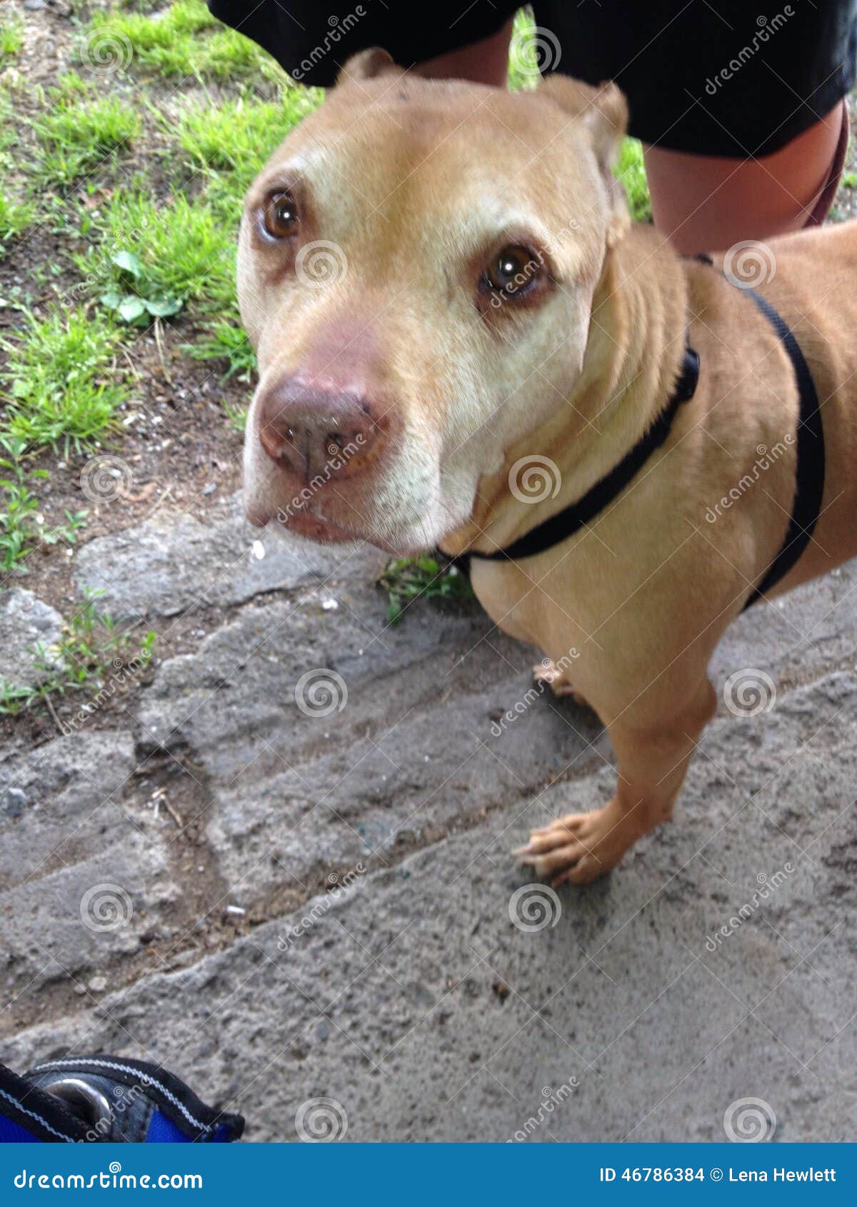 Sugar dog stock photo. Image of sugar, cute, hello - 46786384