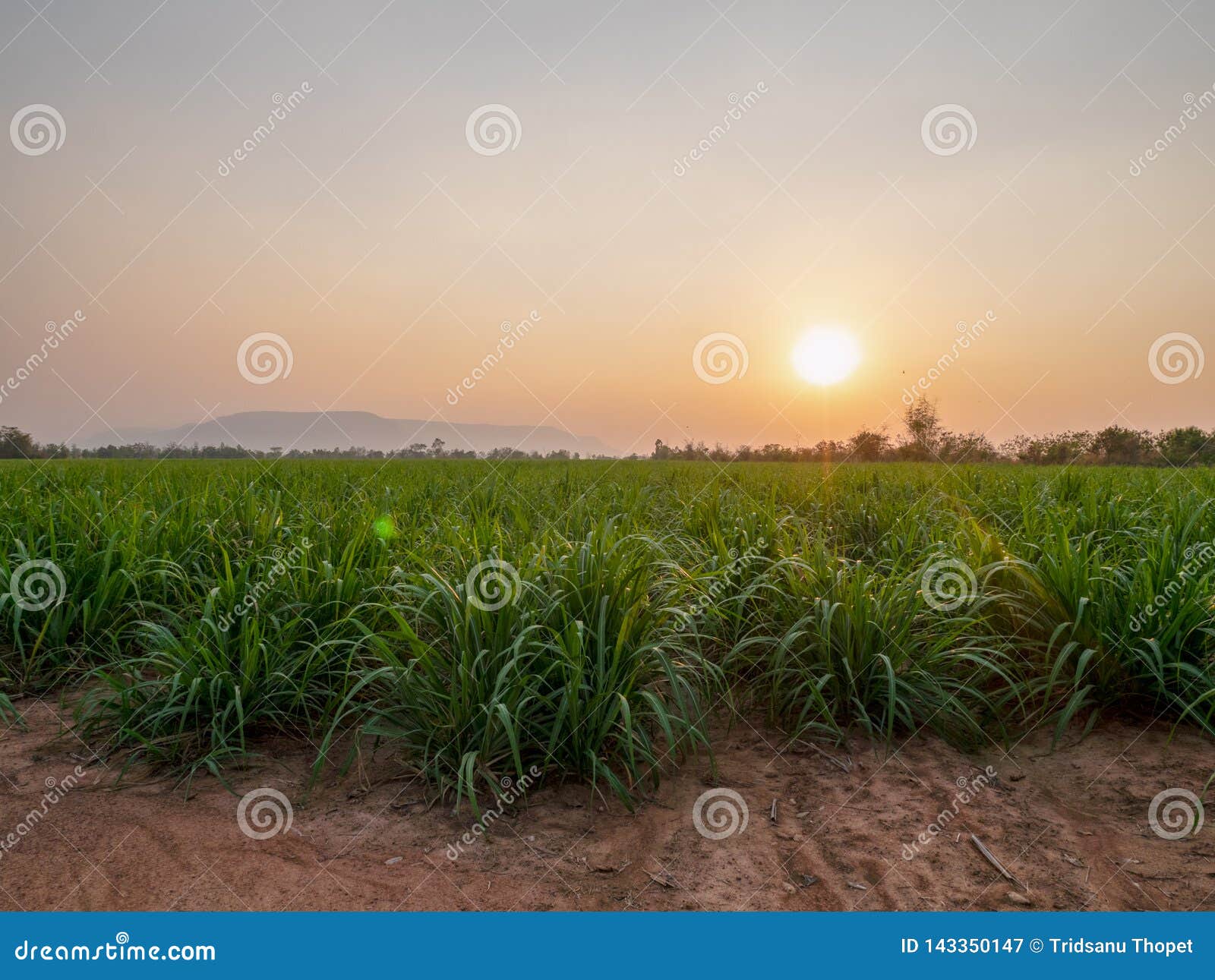 Sugar Farm Field on Sunset Time Stock Image - Image of modern, farmland ...