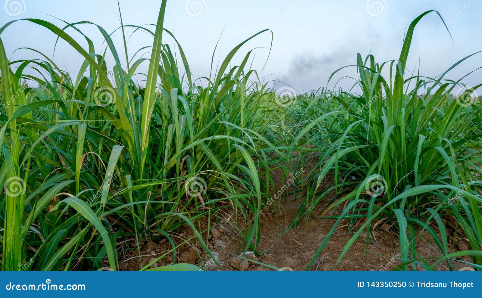 Sugar Farm Field on Sunset Time Stock Photo - Image of cane, country ...