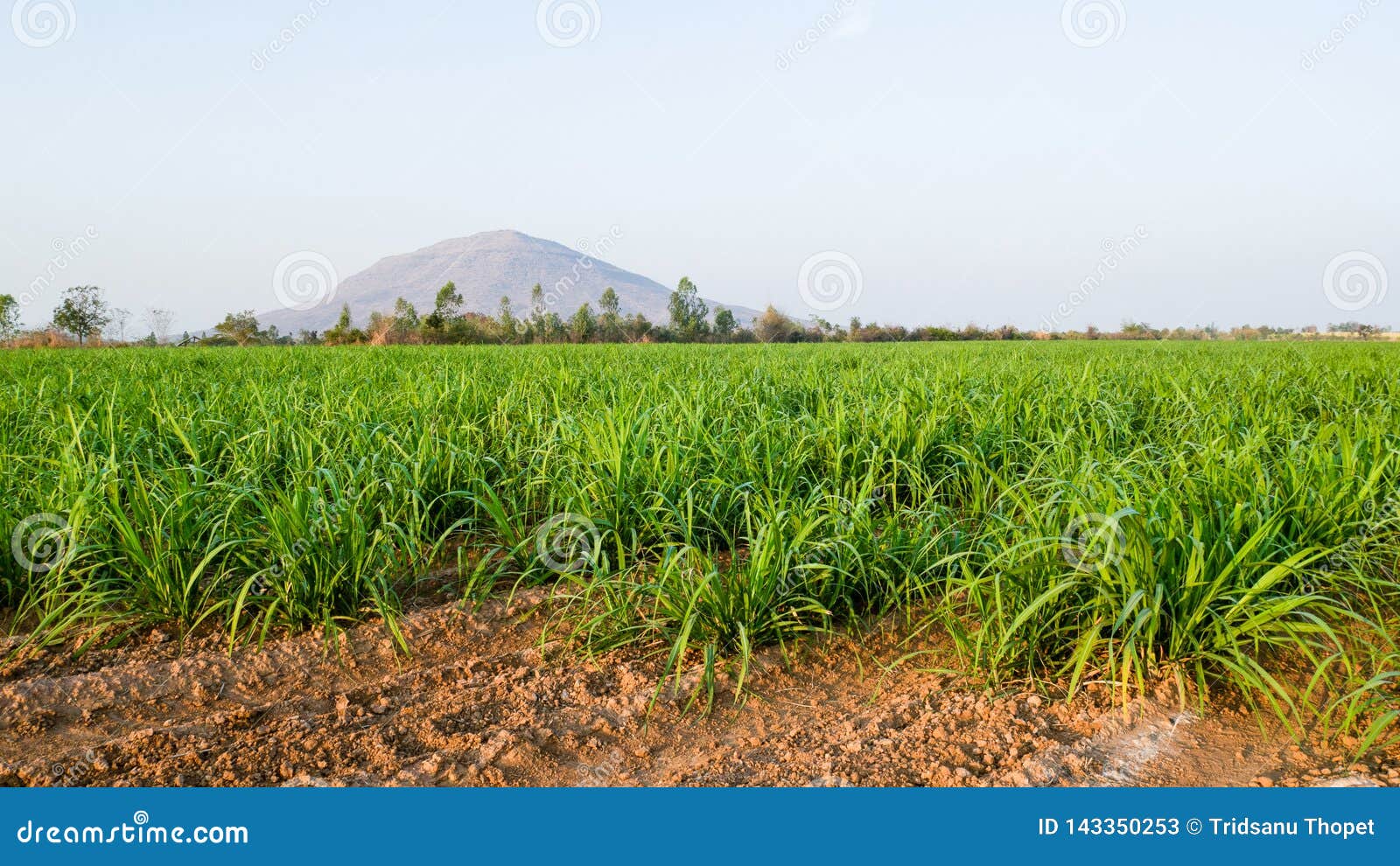 Red Farm Cane Harvester On Sugarcane Plantation Stock Image ...