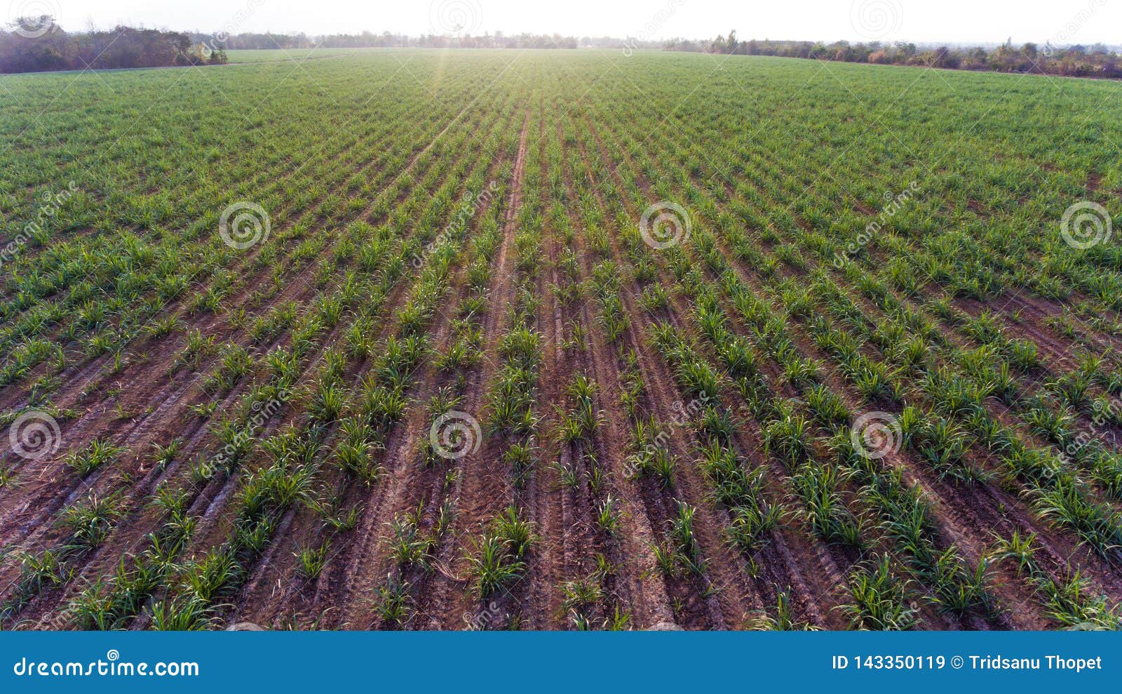 Sugar farm field top view stock image. Image of cane - 143350119