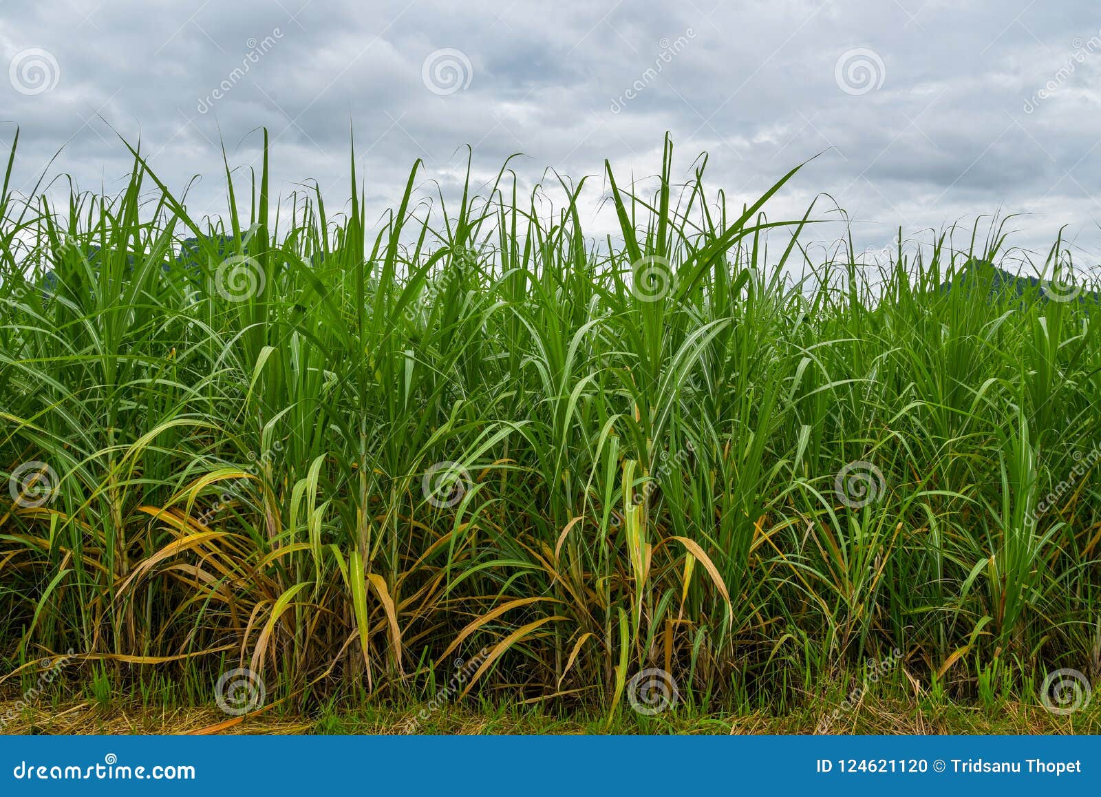 Sugar Farm with Incoming Raining Storm Stock Photo - Image of ...