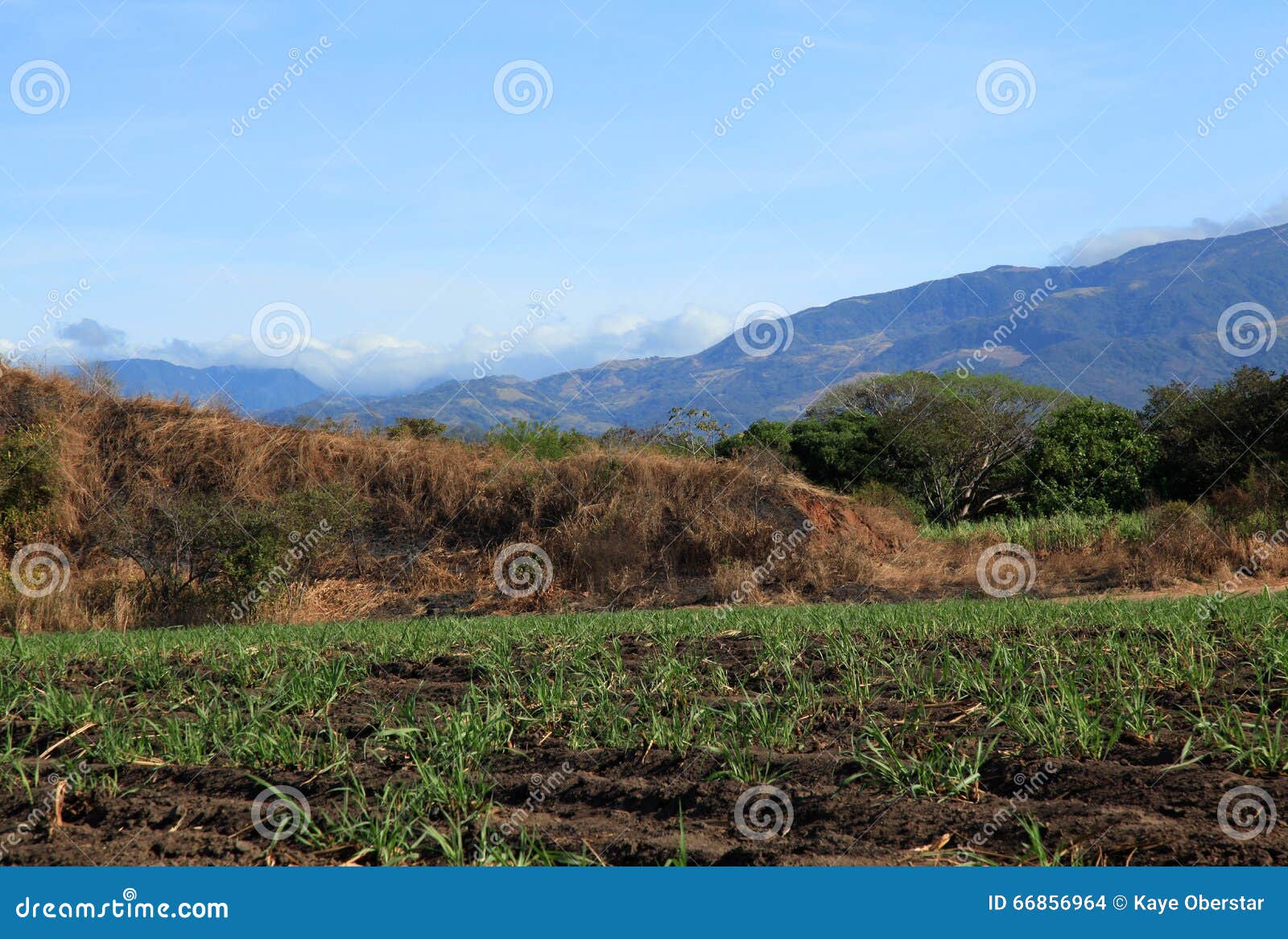 Sugar fields in Costa Rica stock photo. Image of fields - 66856964