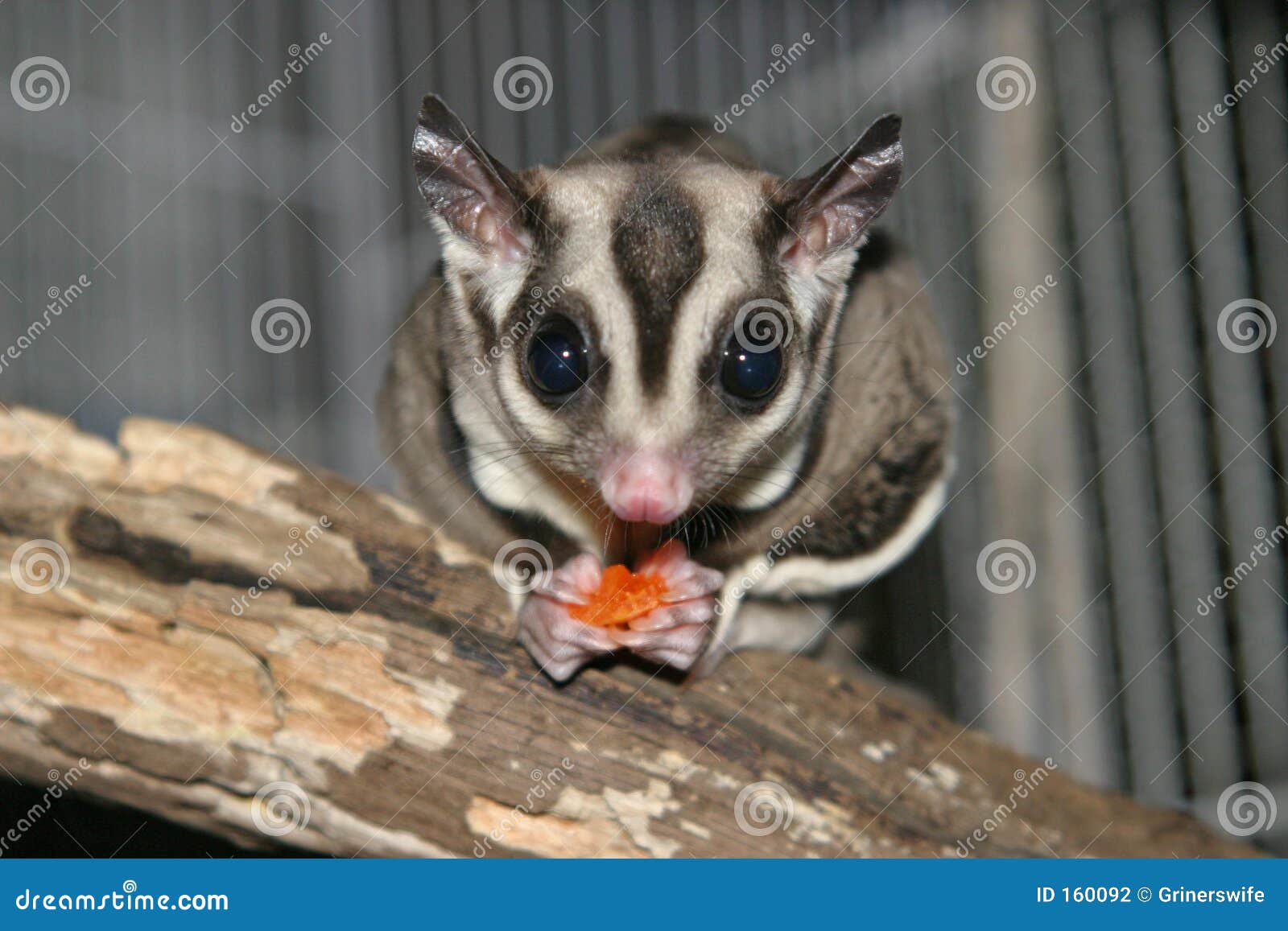 Sugar Glider Petaurus Breviceps On Tree Branch Royalty-Free Stock ...
