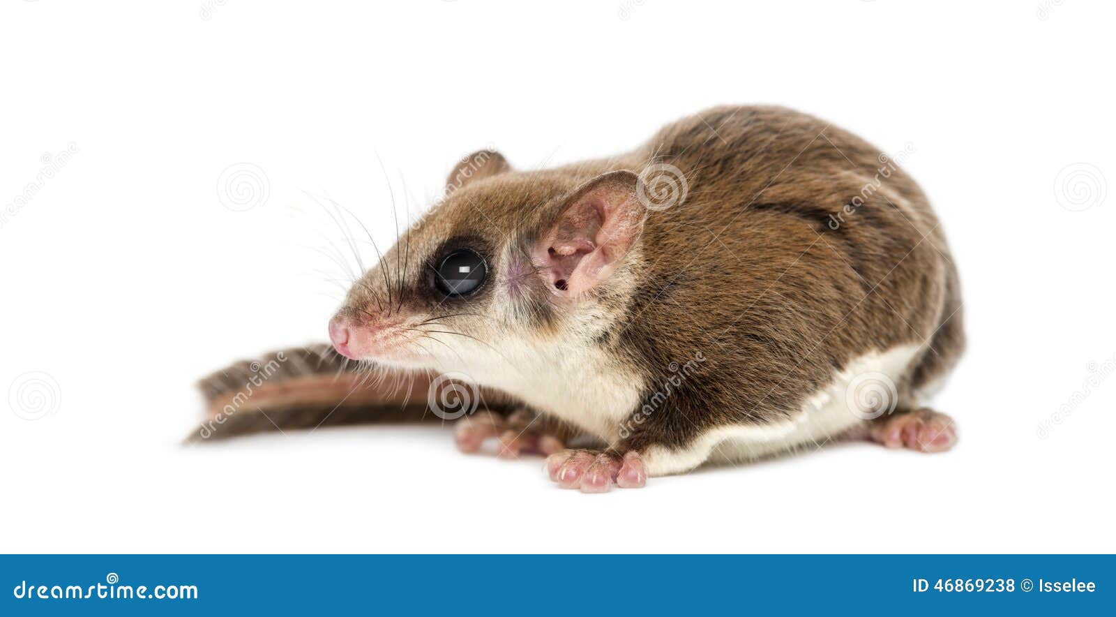 Sugar Glider - Acrobates Pygmaeus Stock Photo - Image of wood, mammal ...