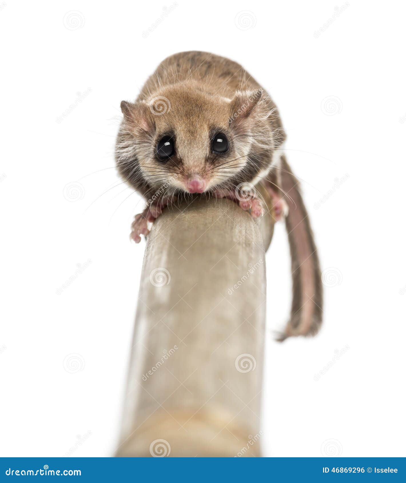 Sugar Glider on a Branch - Acrobates Pygmaeus Stock Photo - Image of ...
