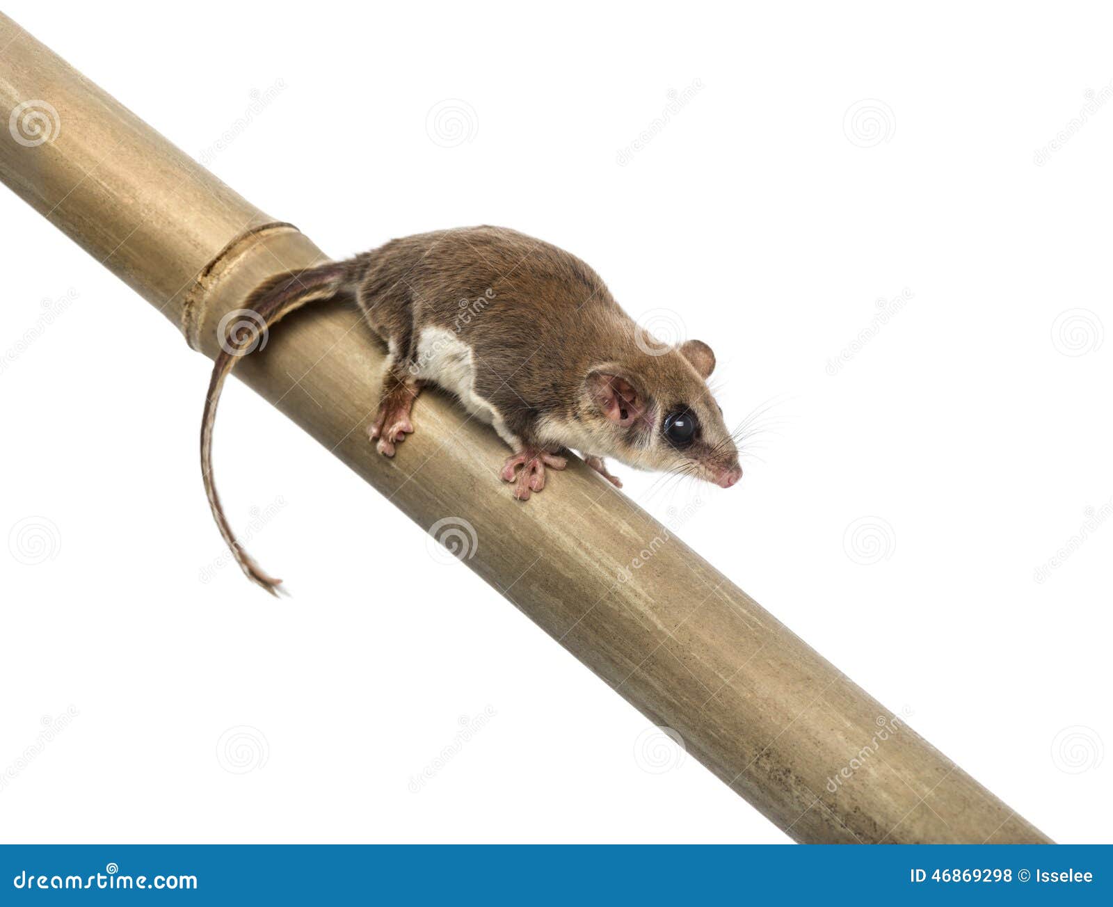 Sugar Glider on a Branch - Acrobates Pygmaeus Stock Photo - Image of ...