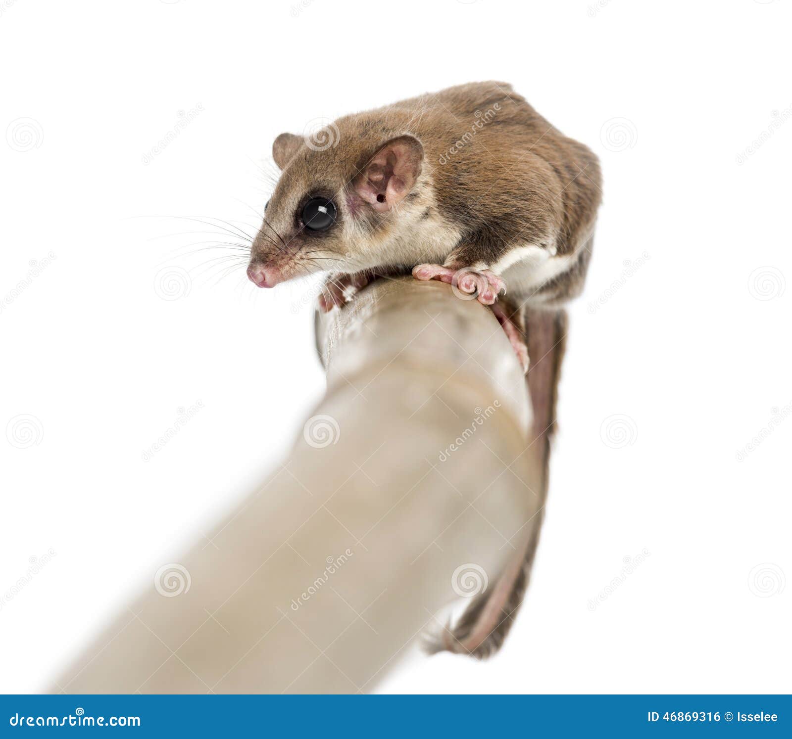 Sugar Glider on a Branch - Acrobates Pygmaeus Stock Photo - Image of ...