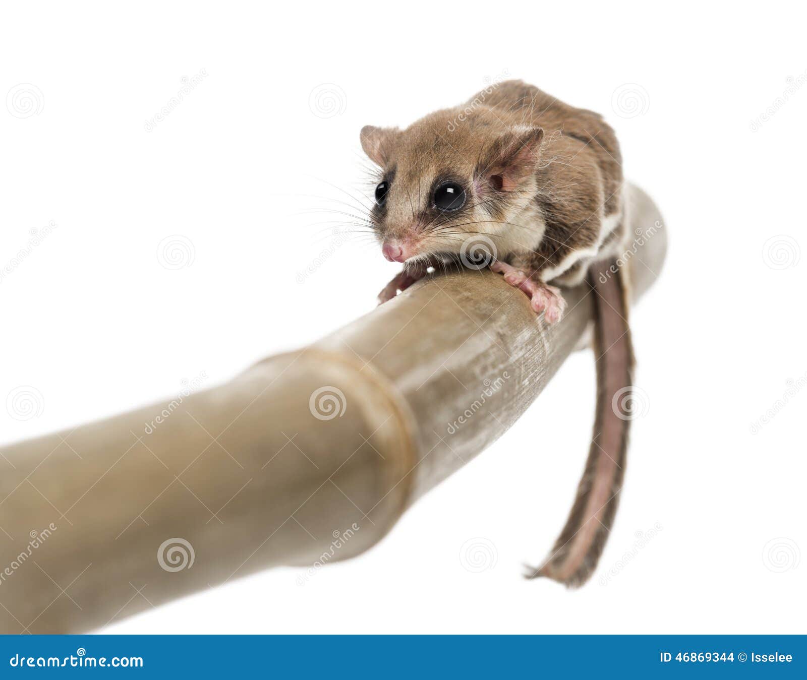 Sugar Glider on a Branch - Acrobates Pygmaeus Stock Photo - Image of ...