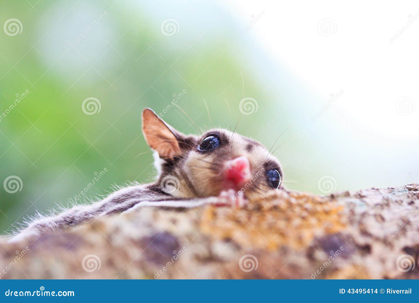 Sugar glider stock photo. Image of beautiful, curiosity - 43495414