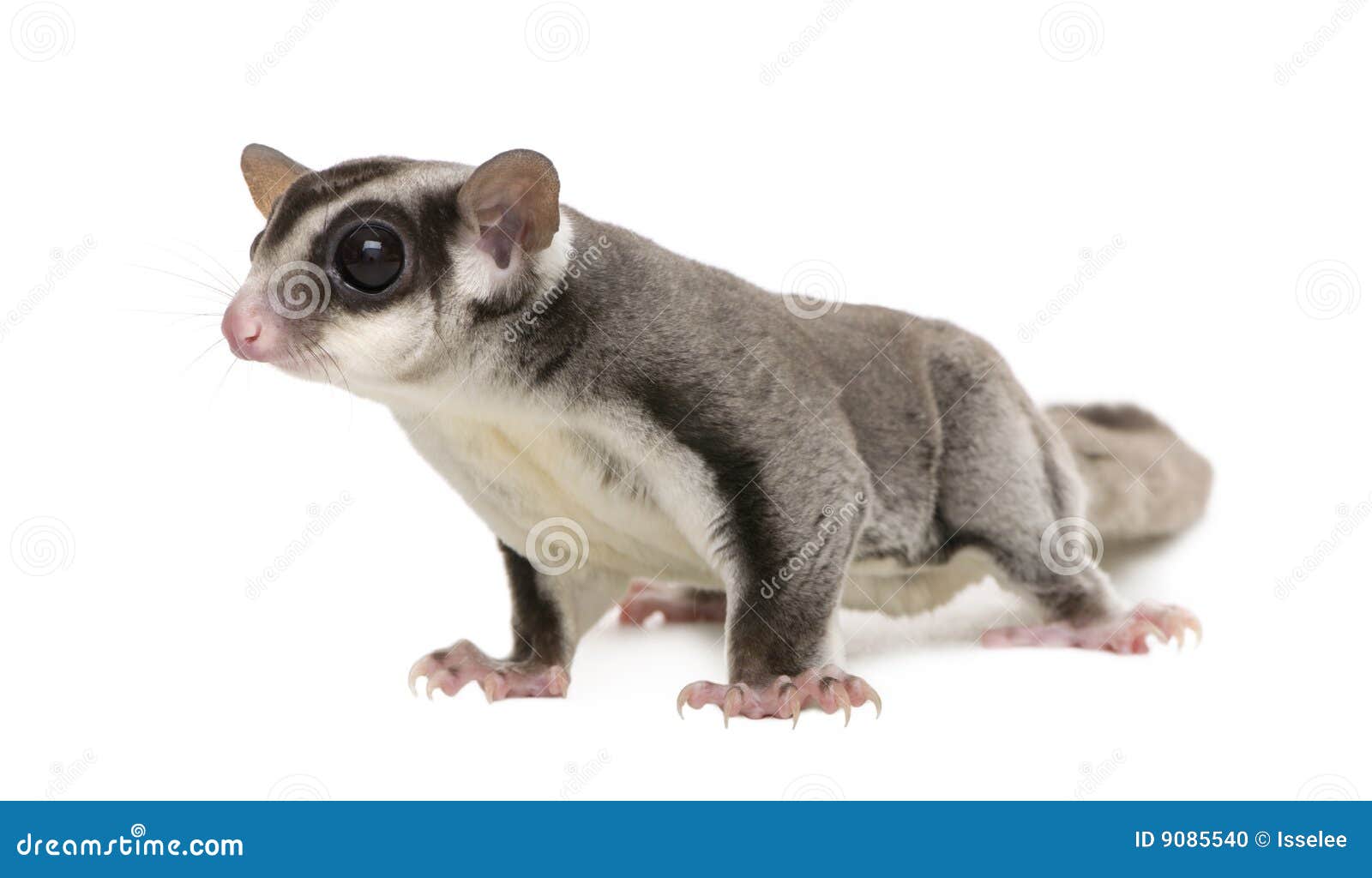 Sugar Glider - Petaurus Breviceps Stock Photo - Image of vertebrate ...