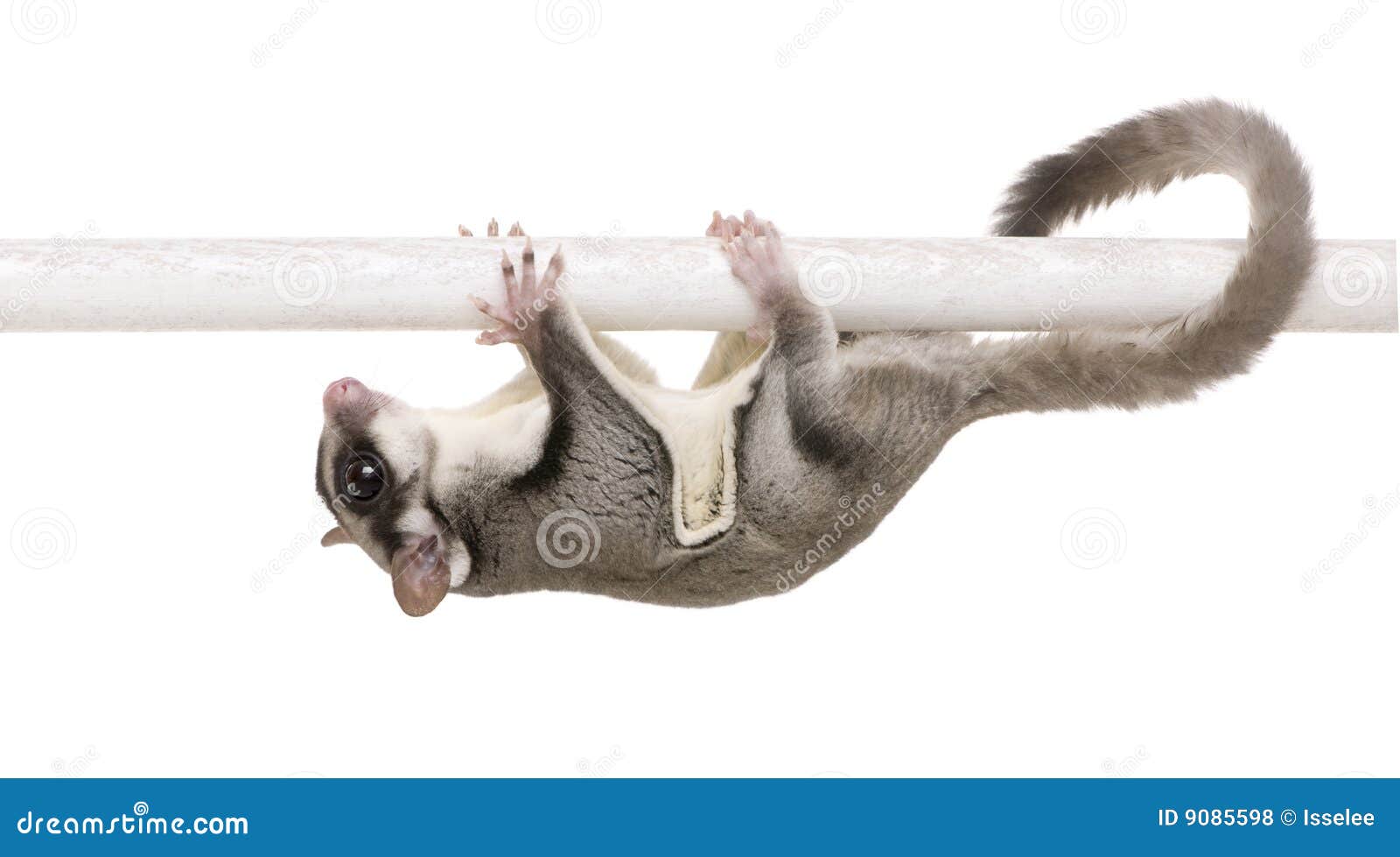 Sugar Glider - Petaurus Breviceps Stock Photo - Image of sugar, animal ...