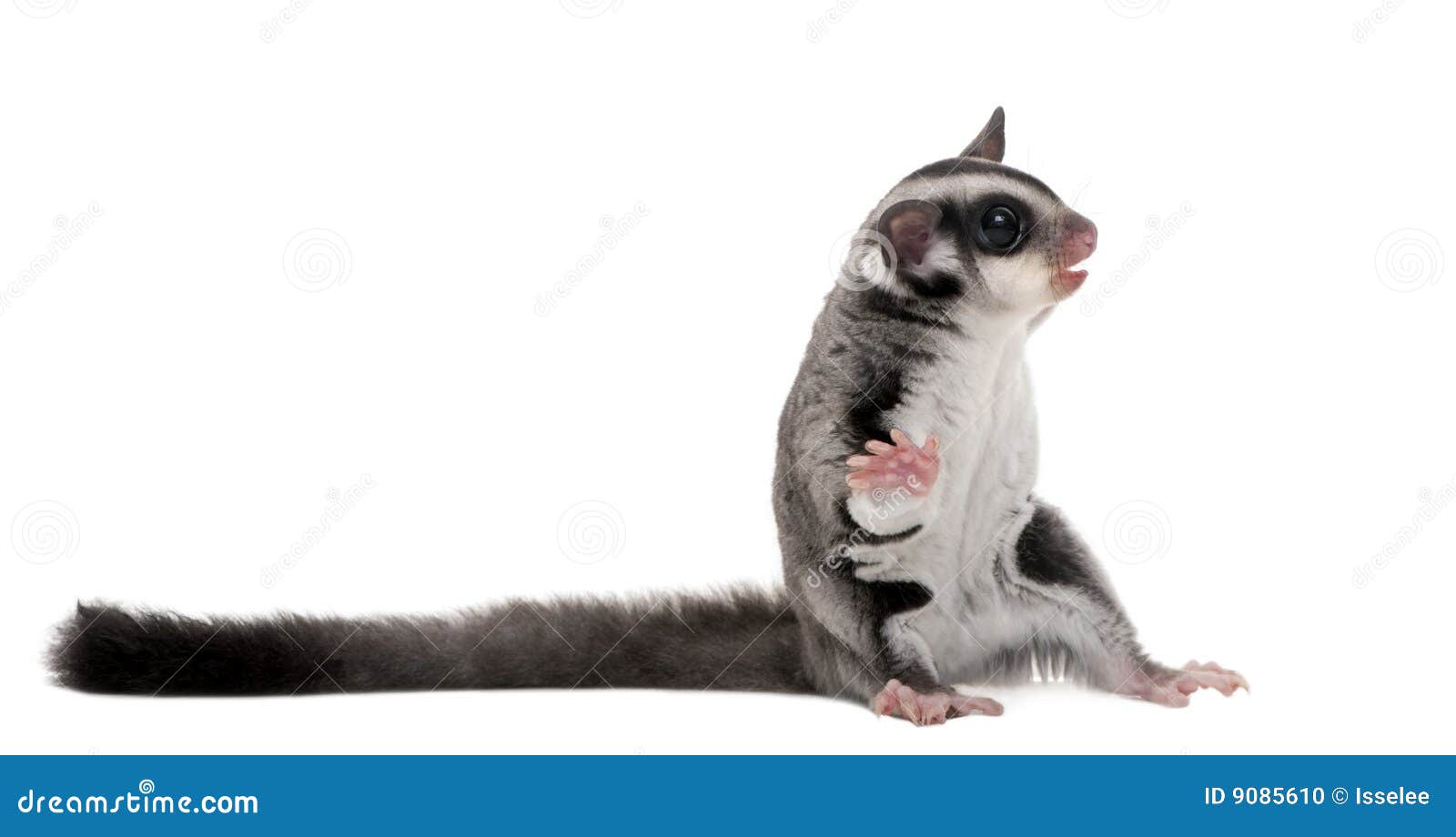 Sugar Glider - Petaurus Breviceps Stock Photo - Image of mouth, shot ...