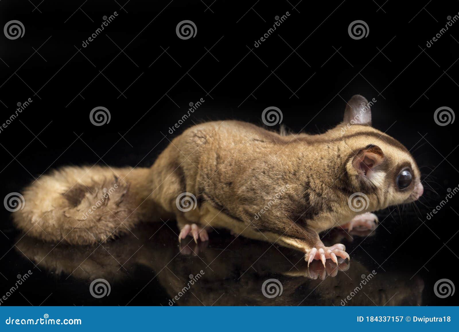 Sugar Glider - Petaurus Breviceps Isolated on Black Stock Image - Image ...