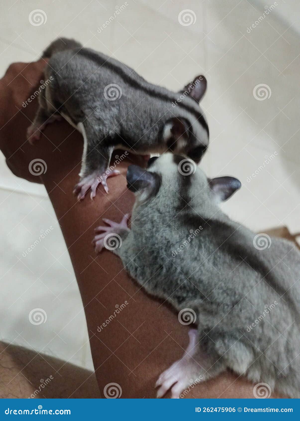 Sugar glider stock photo. Image of glider, cute, flyer - 262475906
