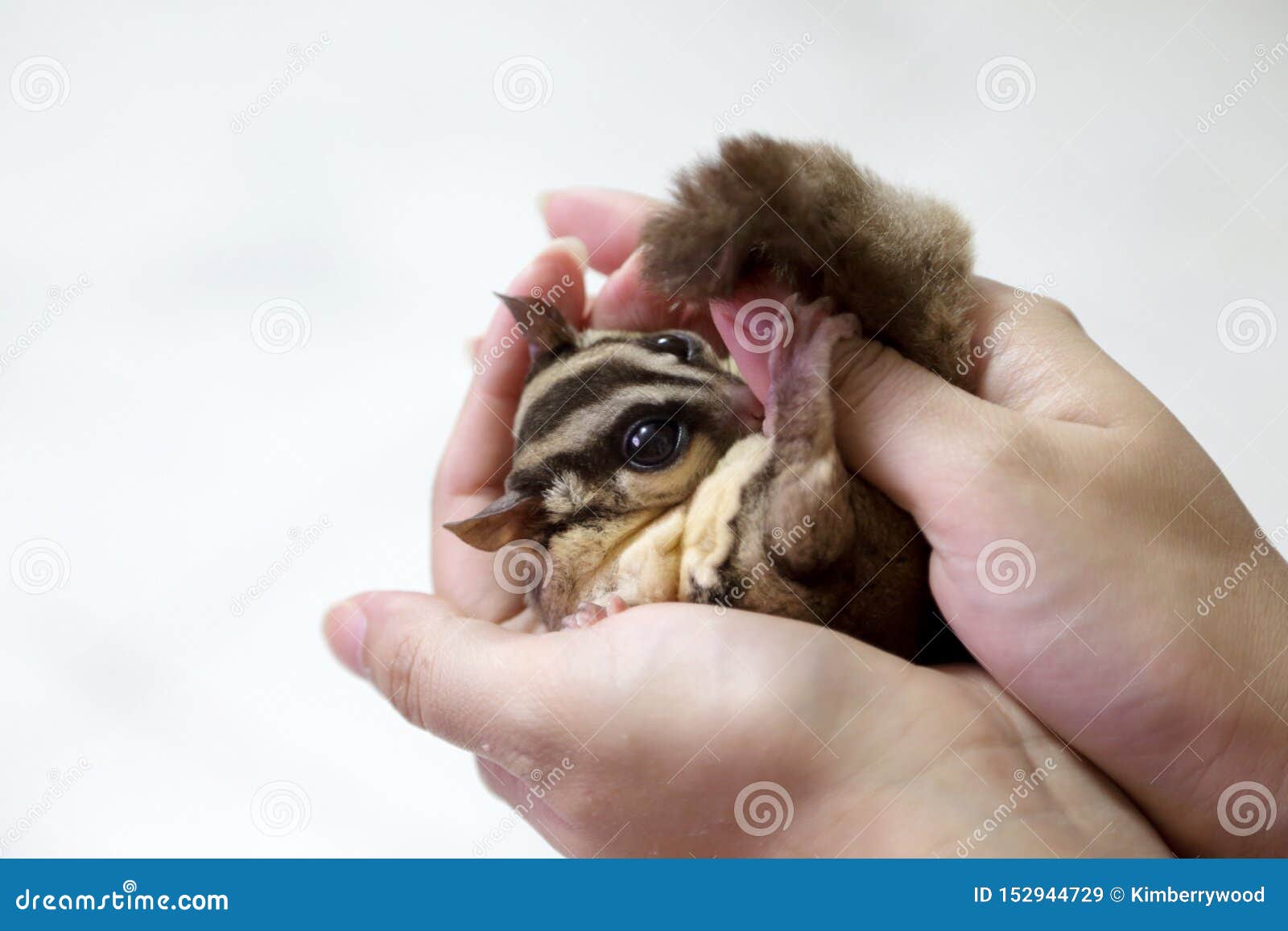 Sugar Glinder stock image. Image of creature, breviceps - 152944729