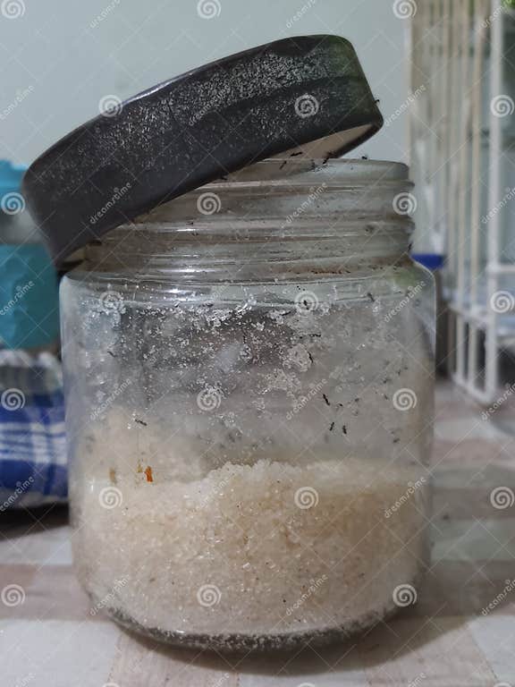 Sugar in a Jar with Lots of Ants Inside Stock Photo - Image of inside ...