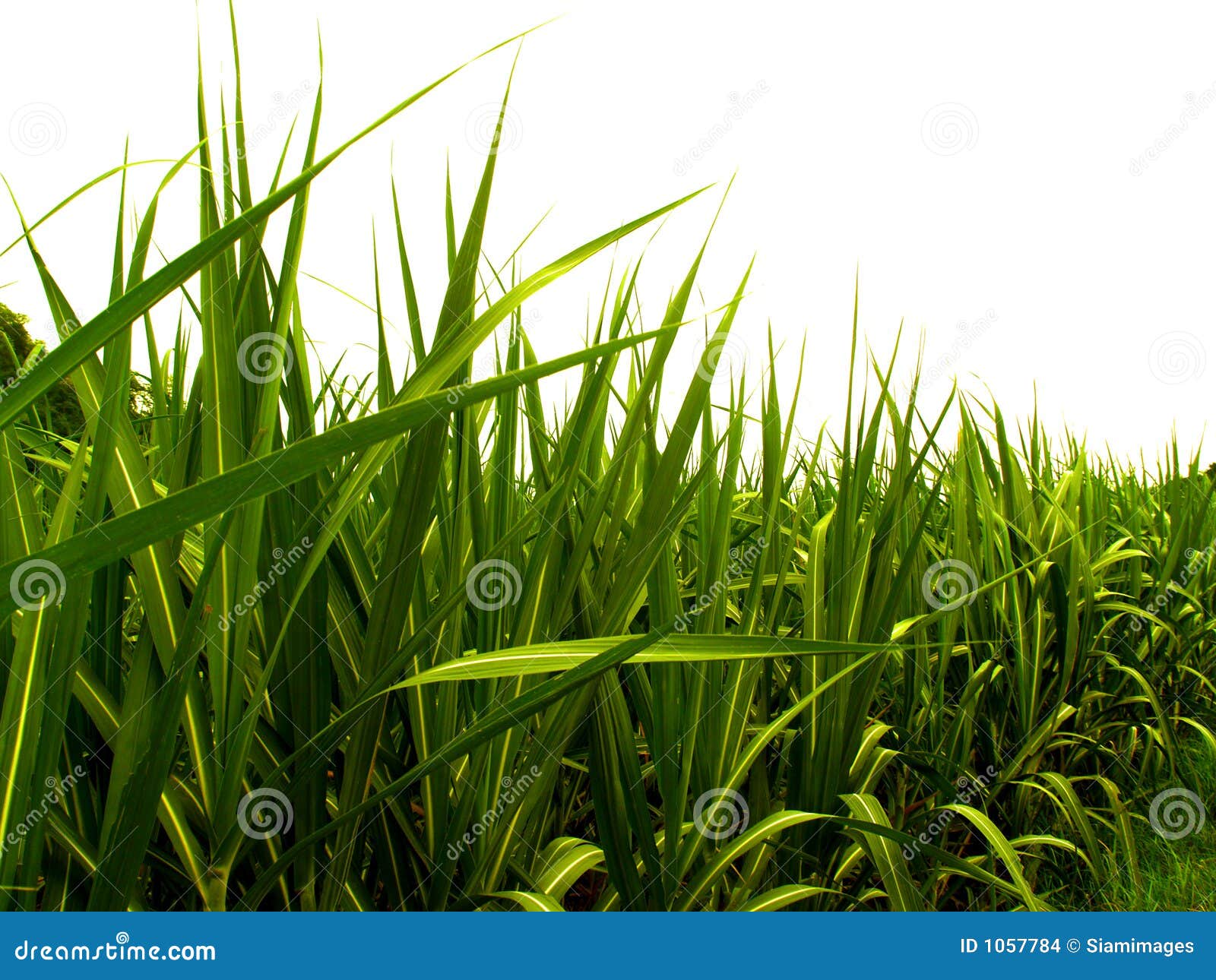 Sugar leaves 1 stock photo. Image of sunny, cane, grass - 1057784