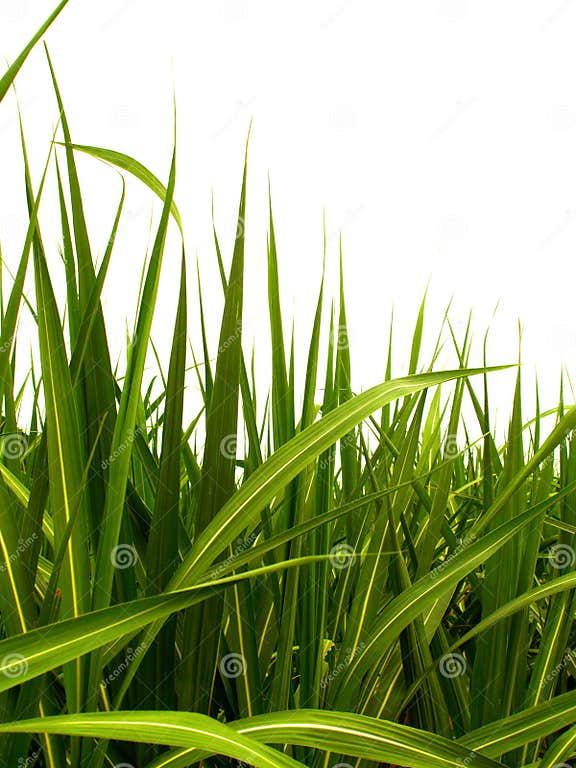 Sugar leaves 2 stock photo. Image of farm, cane, leaf - 1057746